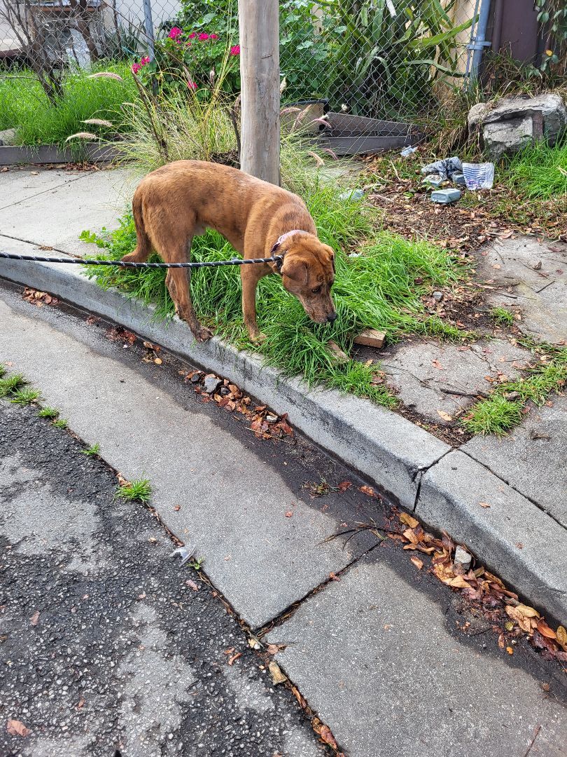 Dog for adoption - Sir Charles Darwin!, a Shar-Pei & Labrador Retriever ...