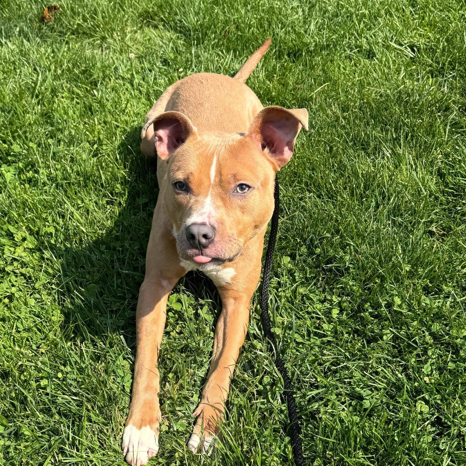 Dog for adoption - Rascal, a Mixed Breed in Brookhaven, NY | Petfinder