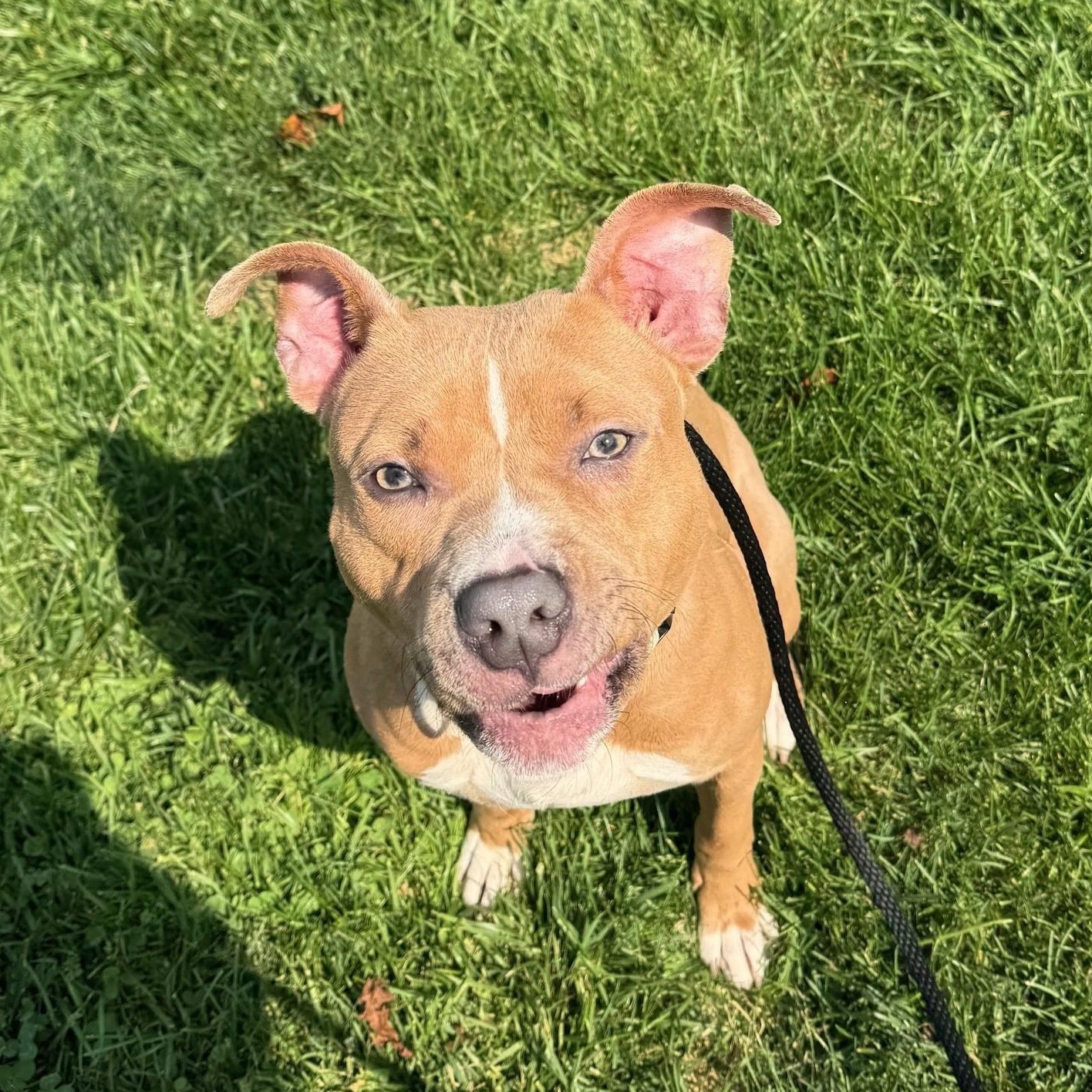 Dog for adoption - Rascal, a Mixed Breed in Brookhaven, NY | Petfinder