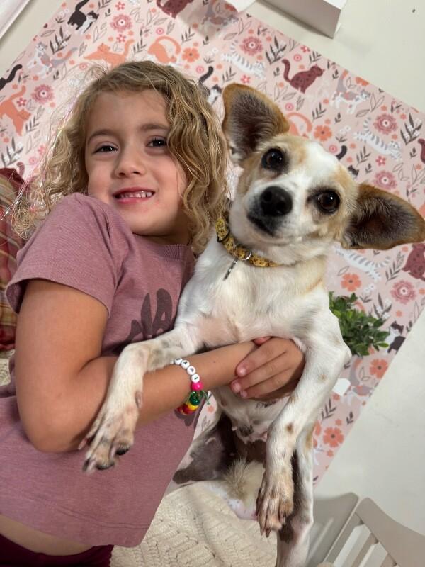 Dog for adoption - Amy Rose, a Chihuahua Mix in Cincinnati, OH | Petfinder
