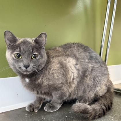 Cat for adoption - Camilla, a Domestic Short Hair in Janesville, WI | Petfinder