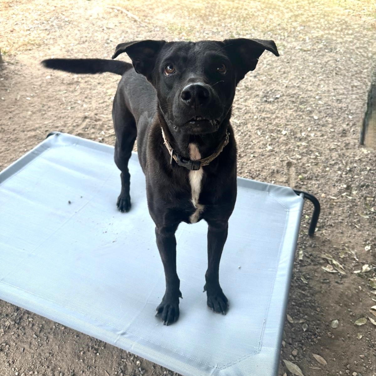 Dog for adoption - Baxter, a Labrador Retriever Mix in San Francisco ...