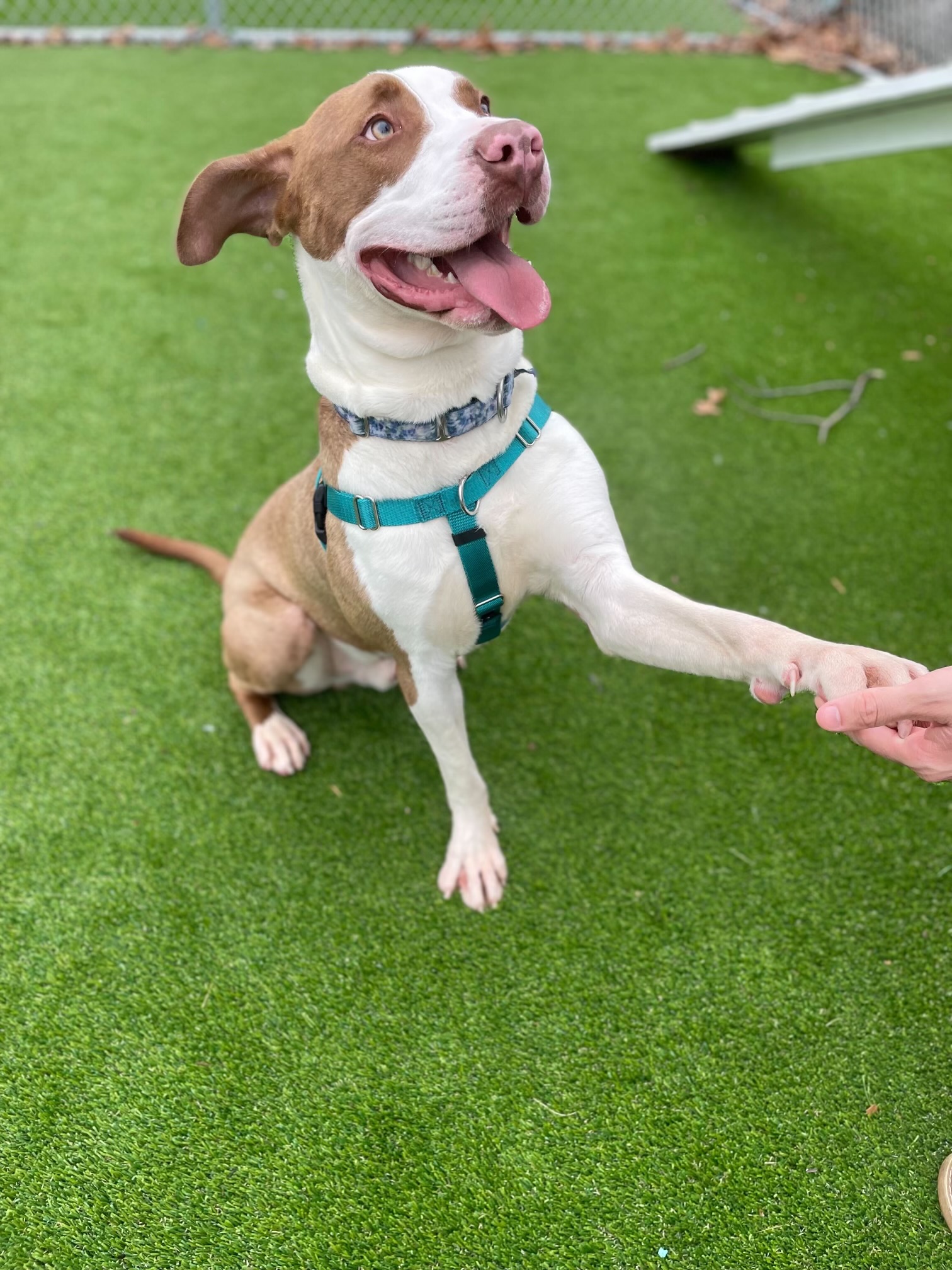 Dog for adoption - Rexie - Take My Lead Dog, an American Staffordshire ...