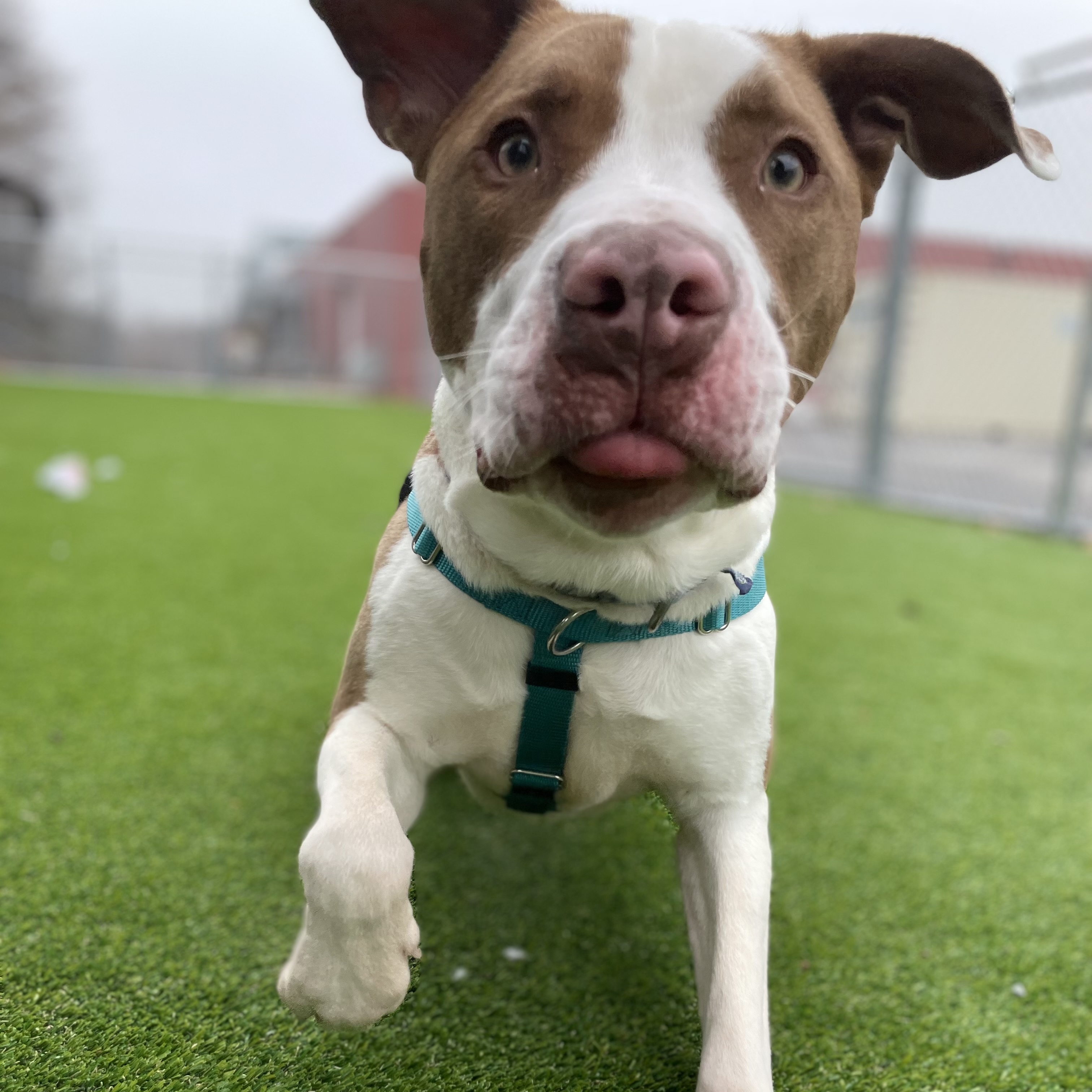 Dog for adoption - Rexie - Take My Lead Dog, an American Staffordshire ...