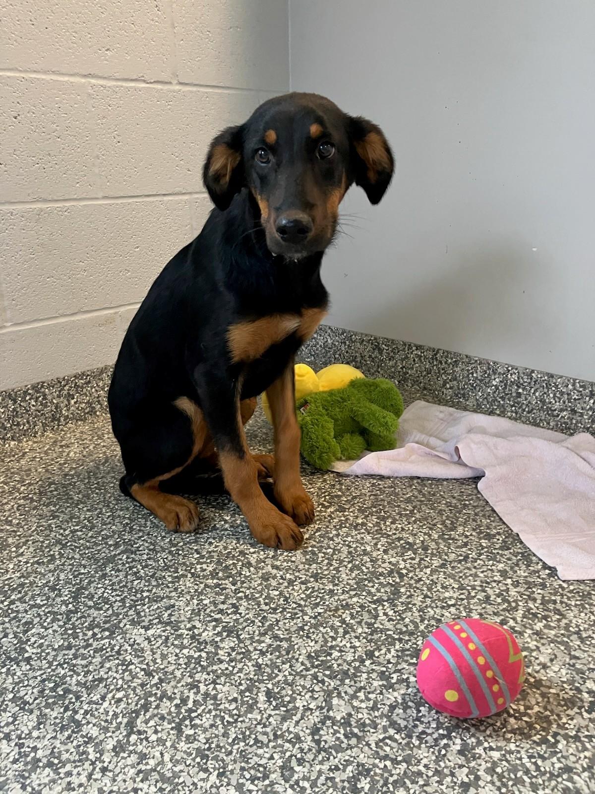 Dog for adoption - Bette, a Hound & Rottweiler Mix in Mustang, OK ...