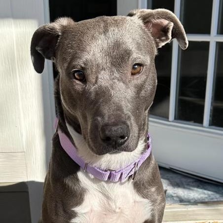 Dog for adoption - Roxy, an American Staffordshire Terrier Mix in ...