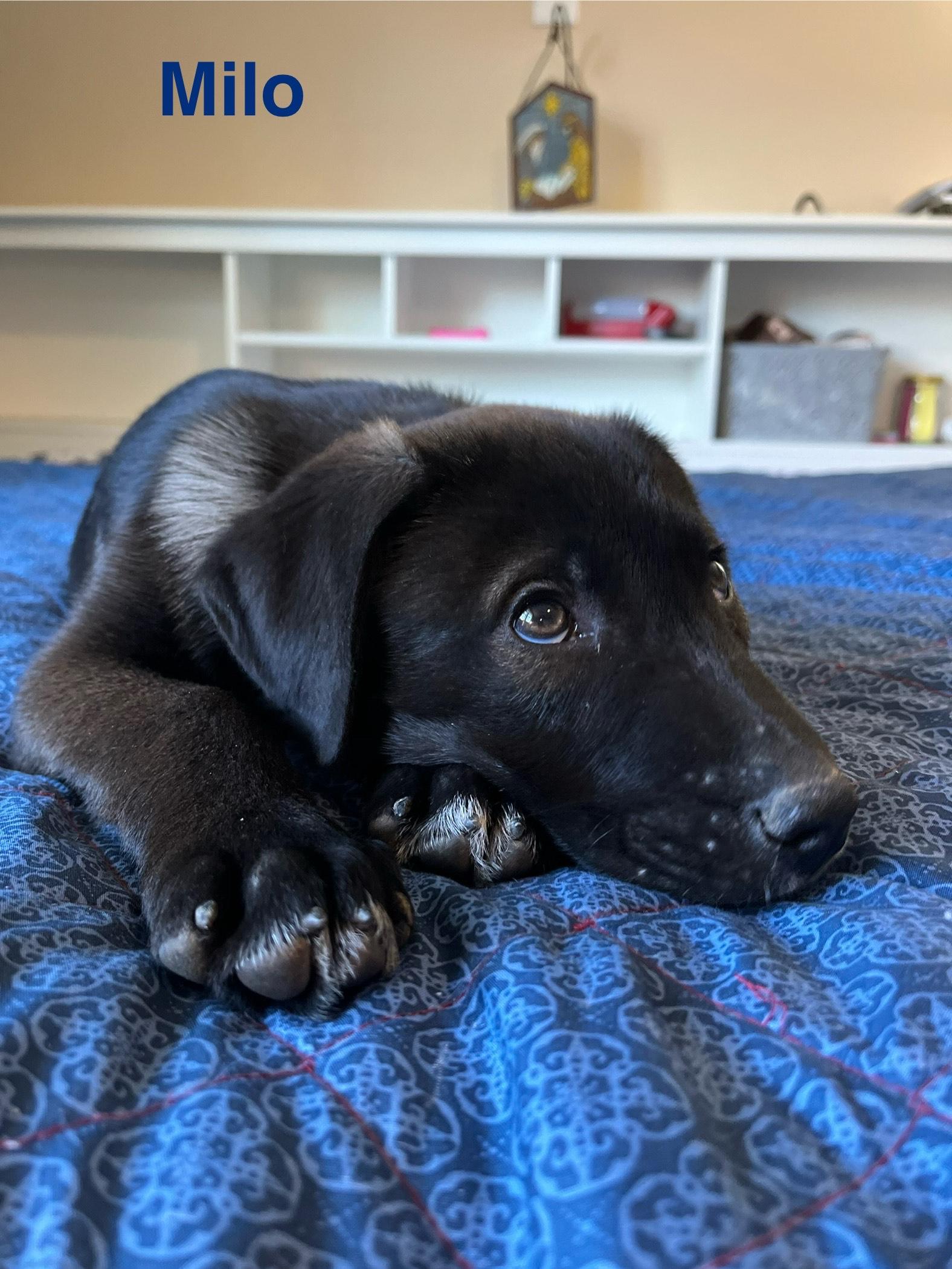 Dog for adoption - milo, a Black Labrador Retriever & Flat-Coated ...