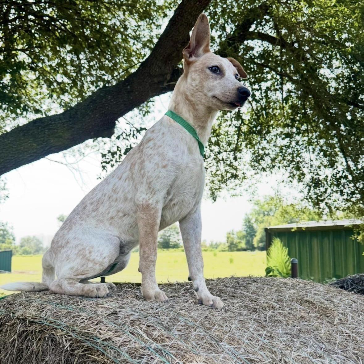 Dog for adoption - Bindi, an Australian Cattle Dog / Blue Heeler in ...