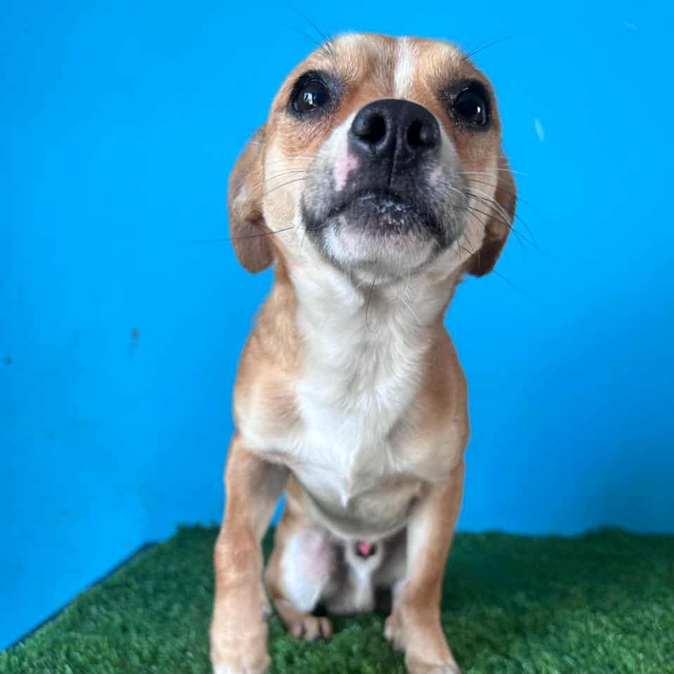 Dog for adoption - Piolin, a Rat Terrier Mix in Tijuana, BCN | Petfinder