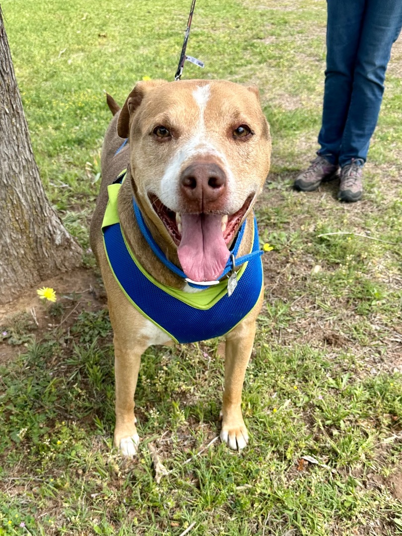 Dog for adoption - Neville, a Plott Hound Mix in Oklahoma City, OK ...