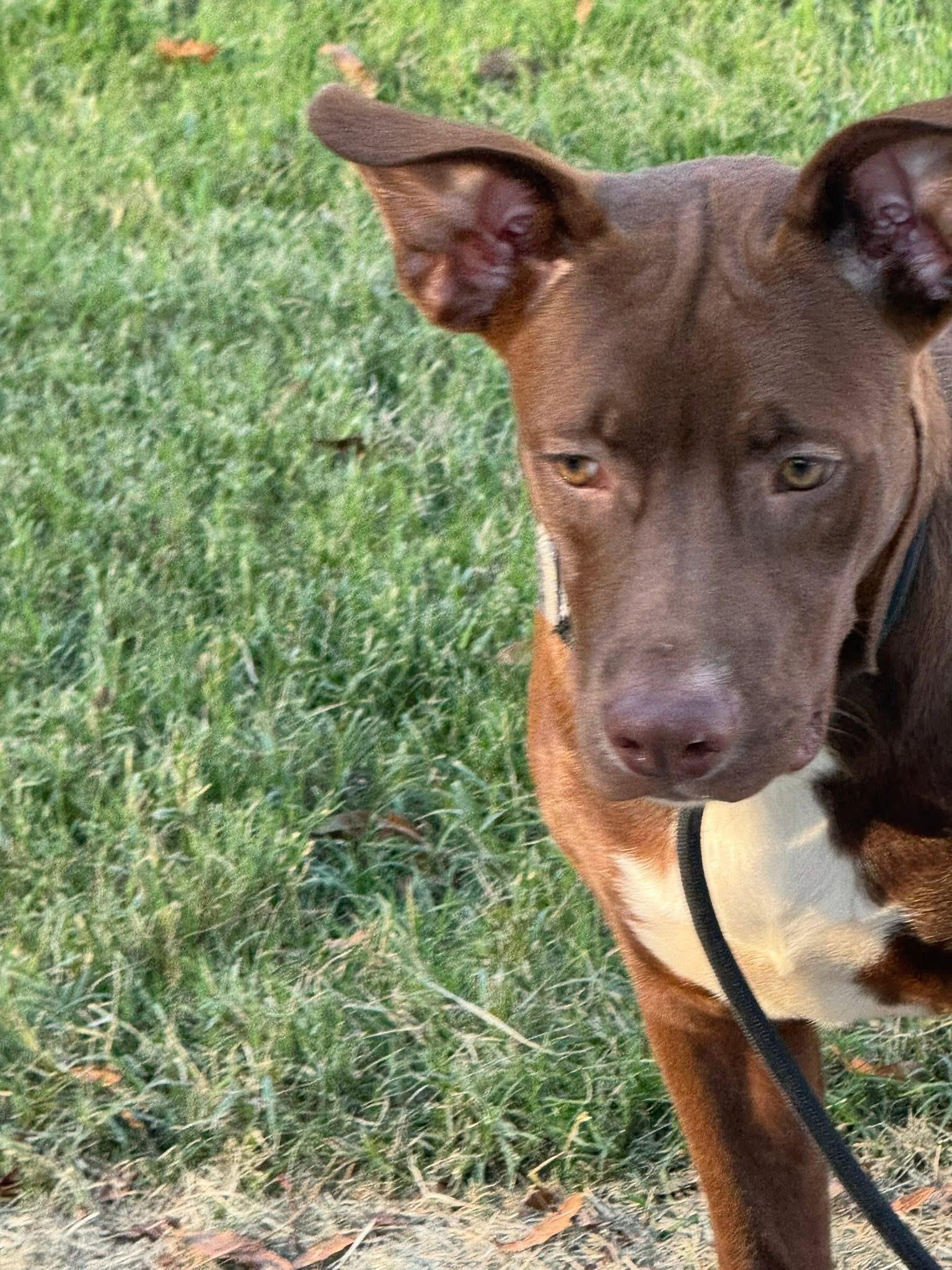 Dog for adoption - Mork, a Black Labrador Retriever Mix in Chalfont, PA ...