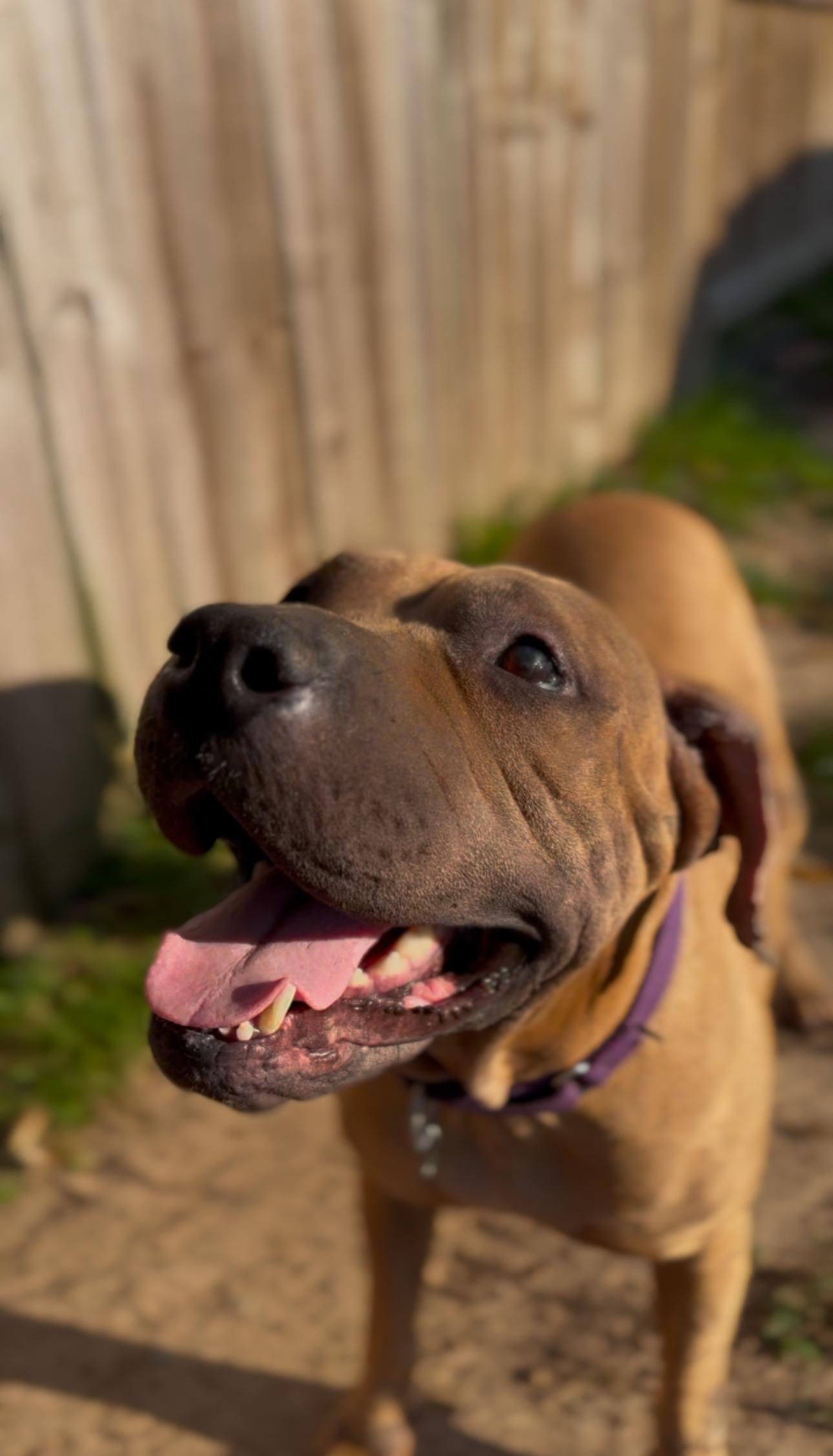 Dog for adoption - Cherry, an American Staffordshire Terrier Mix in ...