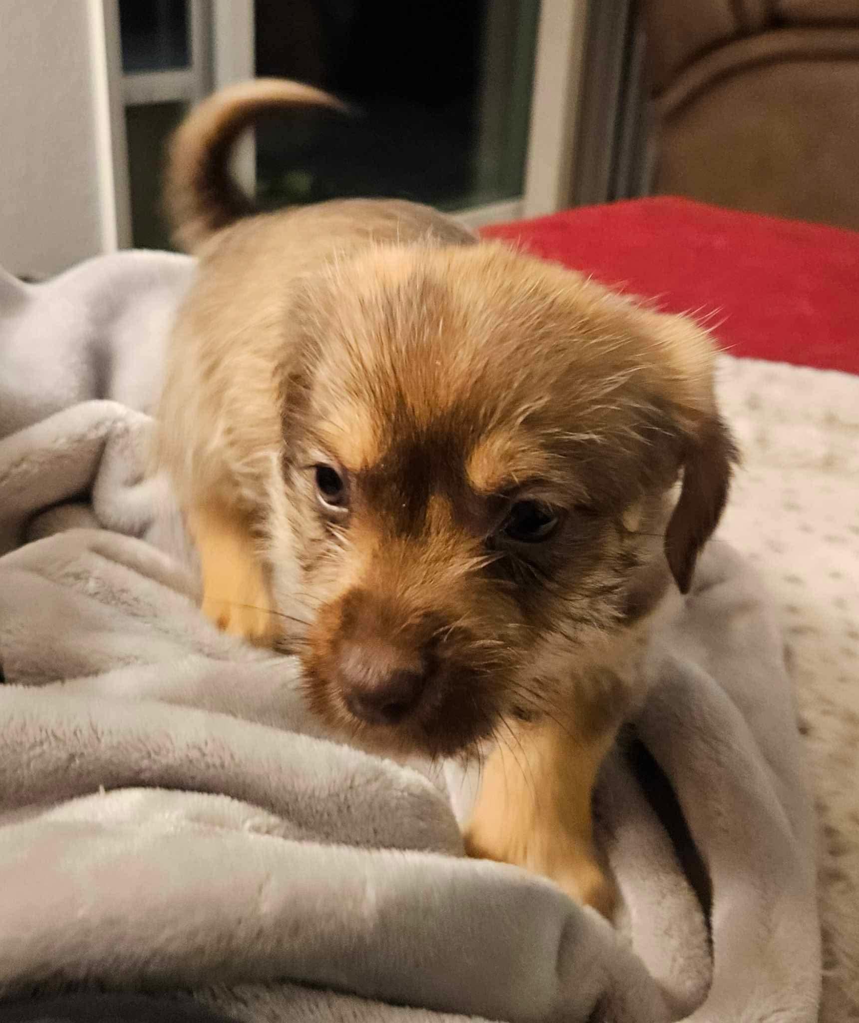 Dog for adoption - Comino, a Terrier Mix in Puyallup, WA | Petfinder