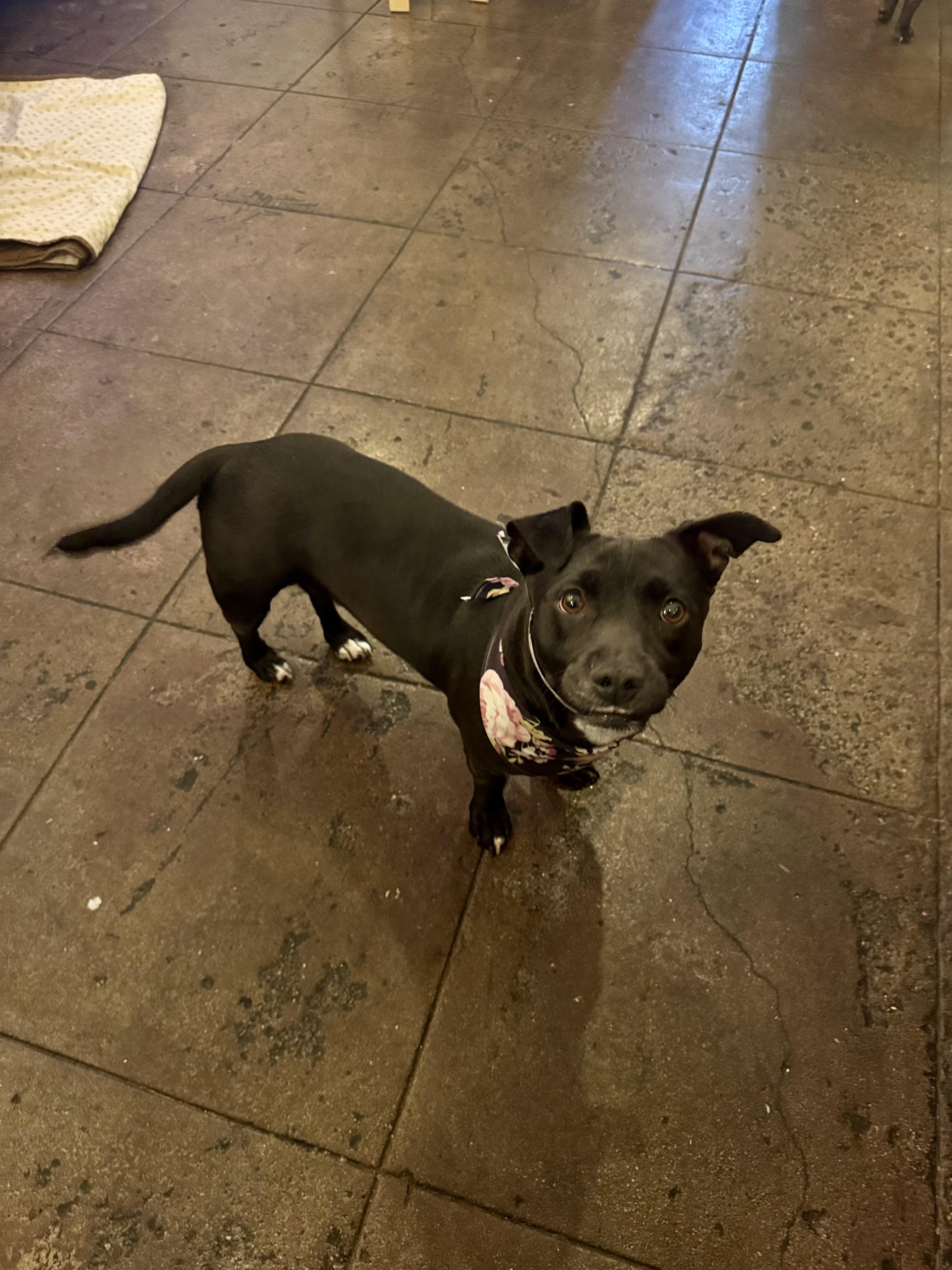 Oreo - Adoptable Pet | Petfinder | Petfinder