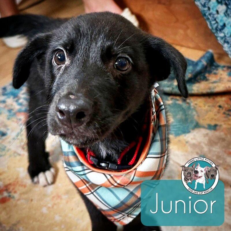 Dog for adoption - Junior Cowboy, a Black Labrador Retriever & German Shepherd Dog Mix in ...