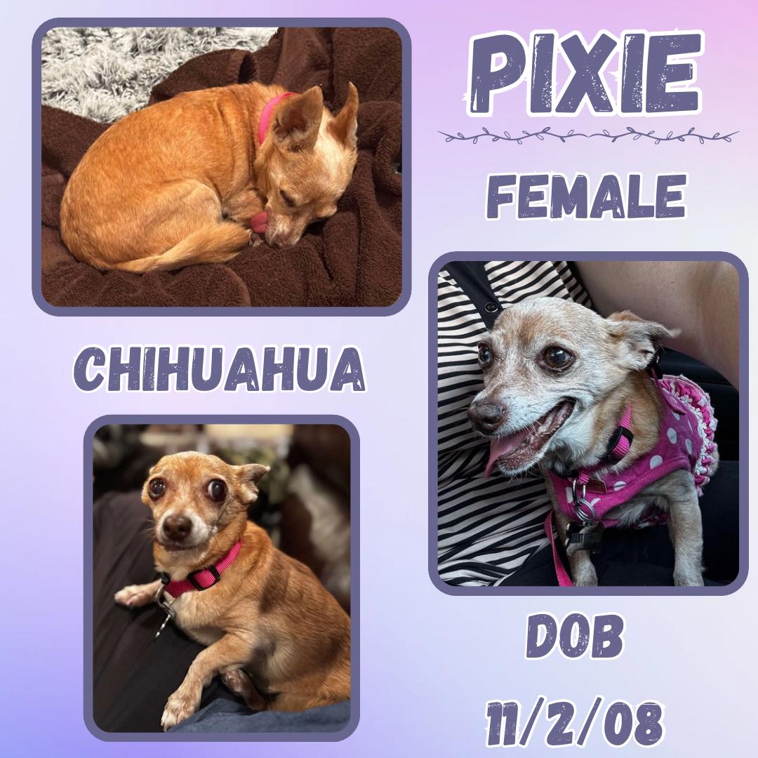 Dog for adoption - Pixie, a Chihuahua Mix in Lynnwood, WA | Petfinder