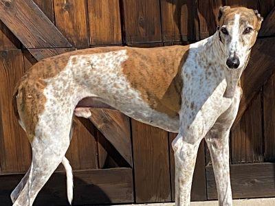 Dog for adoption - Ranger, a Greyhound in Dallas, TX | Petfinder