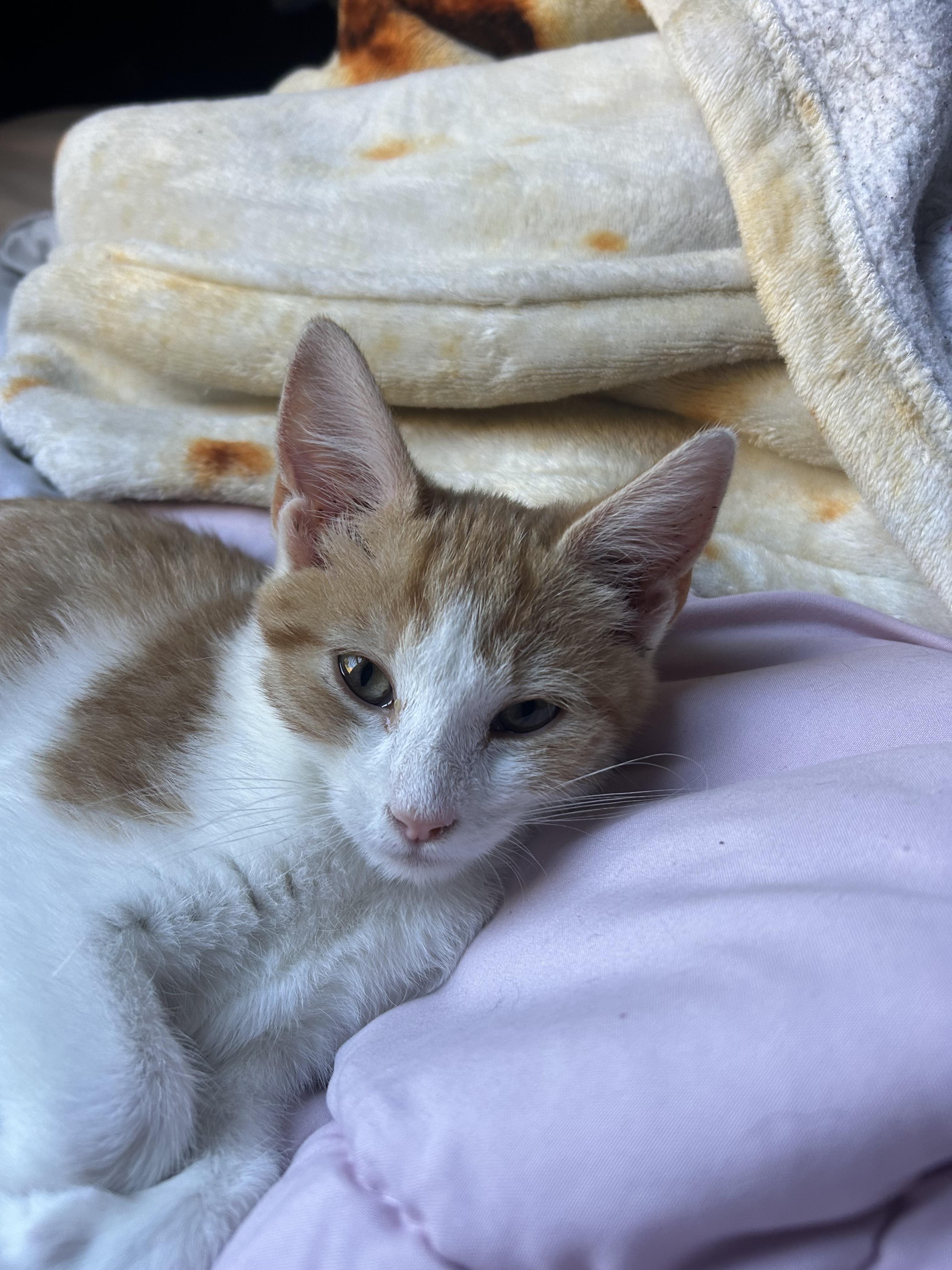 Cat for adoption - Aladdin, a Domestic Short Hair Mix in Succasunna, NJ ...