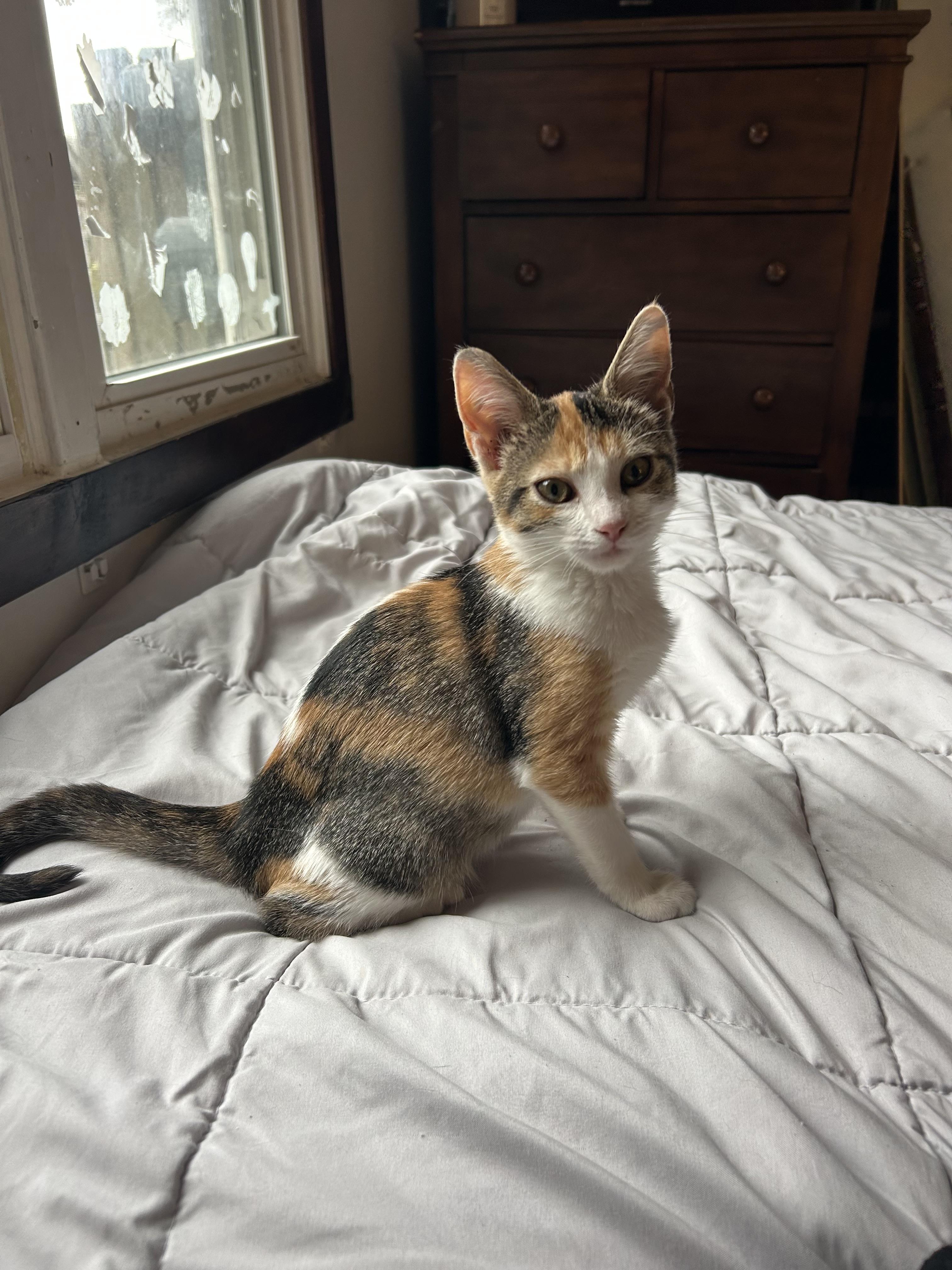 Cat for adoption - Aladdin, a Domestic Short Hair Mix in Succasunna, NJ ...