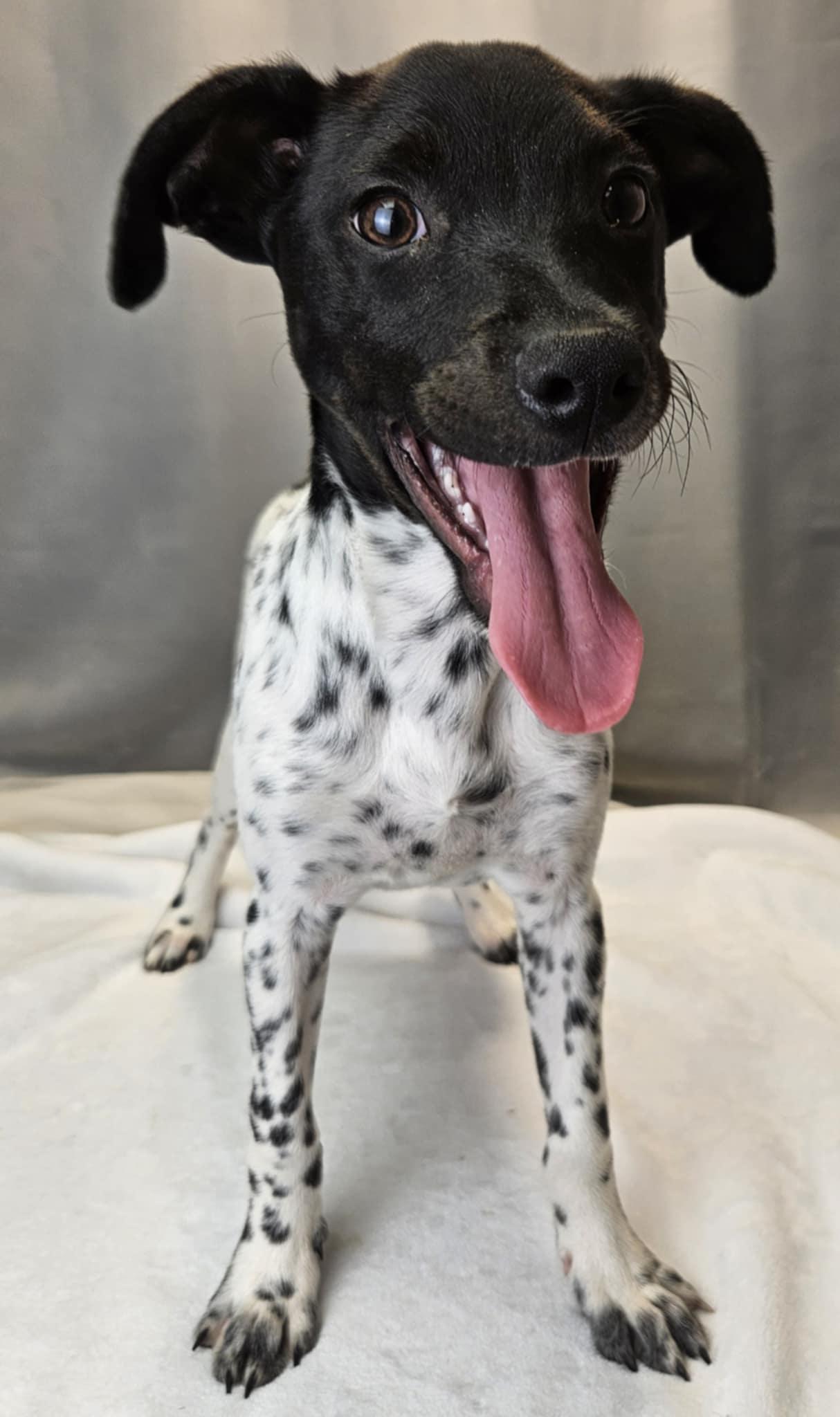 Dog for adoption - Sammy, an Australian Cattle Dog / Blue Heeler ...