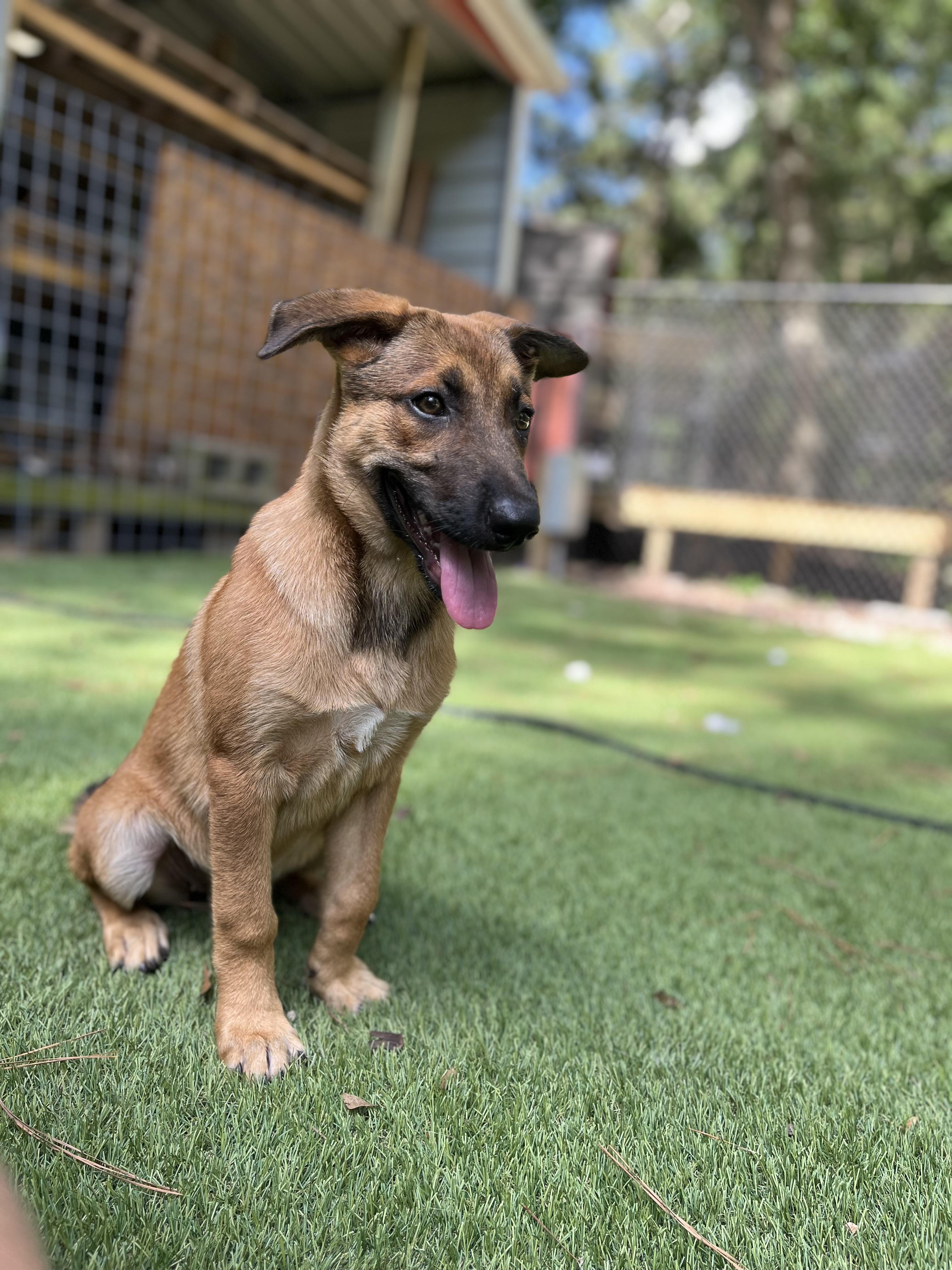 Dog for adoption - Lilith, a German Shepherd Dog Mix in Winchester, VA ...