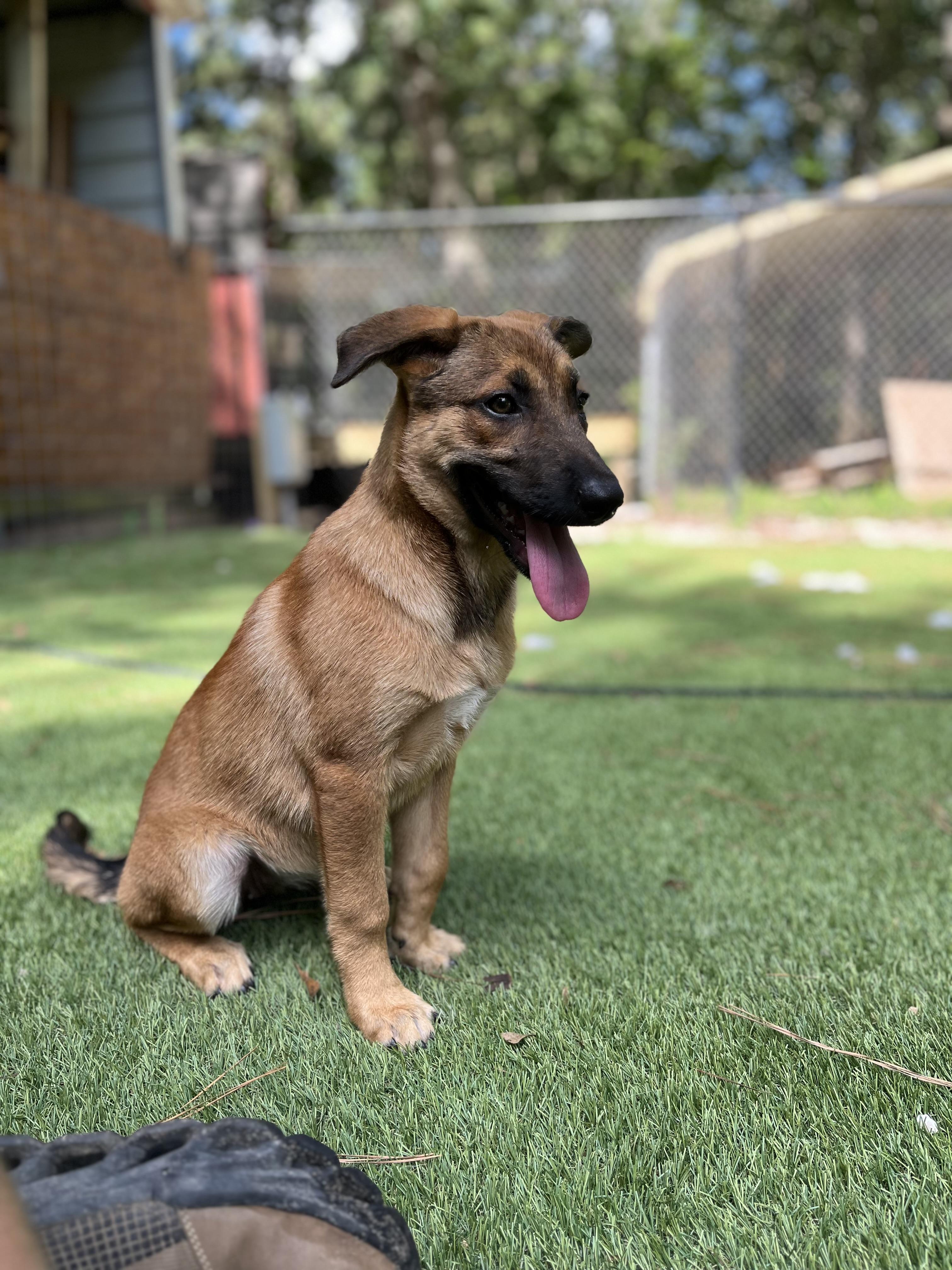 Dog for adoption - Lilith, a German Shepherd Dog Mix in Winchester, VA ...