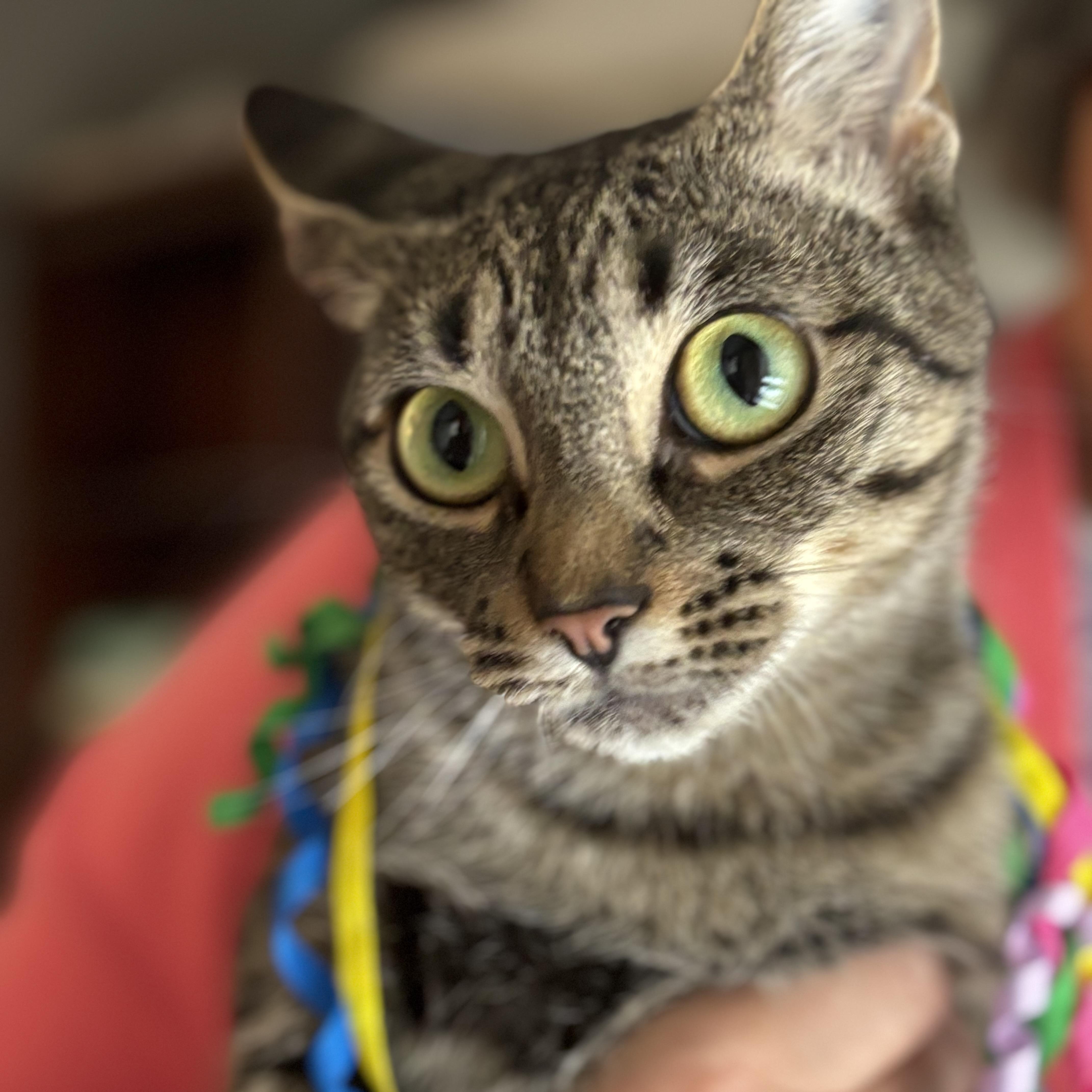 Cat for adoption - Demos, queen of our hearts!, a Domestic Short Hair ...