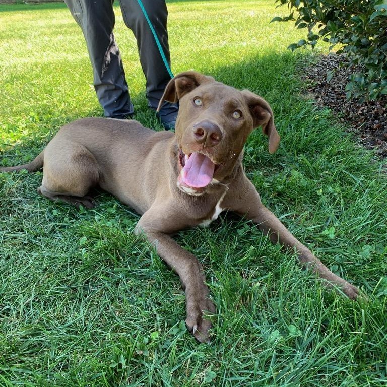Dog for adoption - Diesel, a Chocolate Labrador Retriever & Weimaraner Mix in Wrightstown, NJ ...