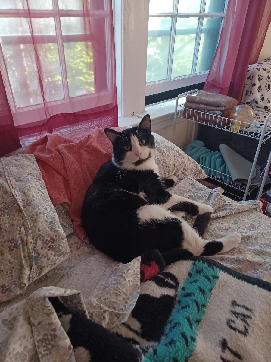 Cat for adoption - Gronk, a Domestic Short Hair in Melrose, MA | Petfinder