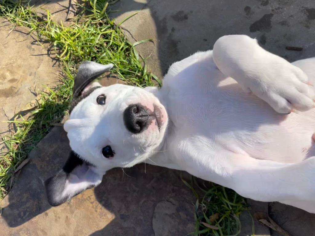 Dog for adoption - Lotty, a Mixed Breed in Albany, NY | Petfinder