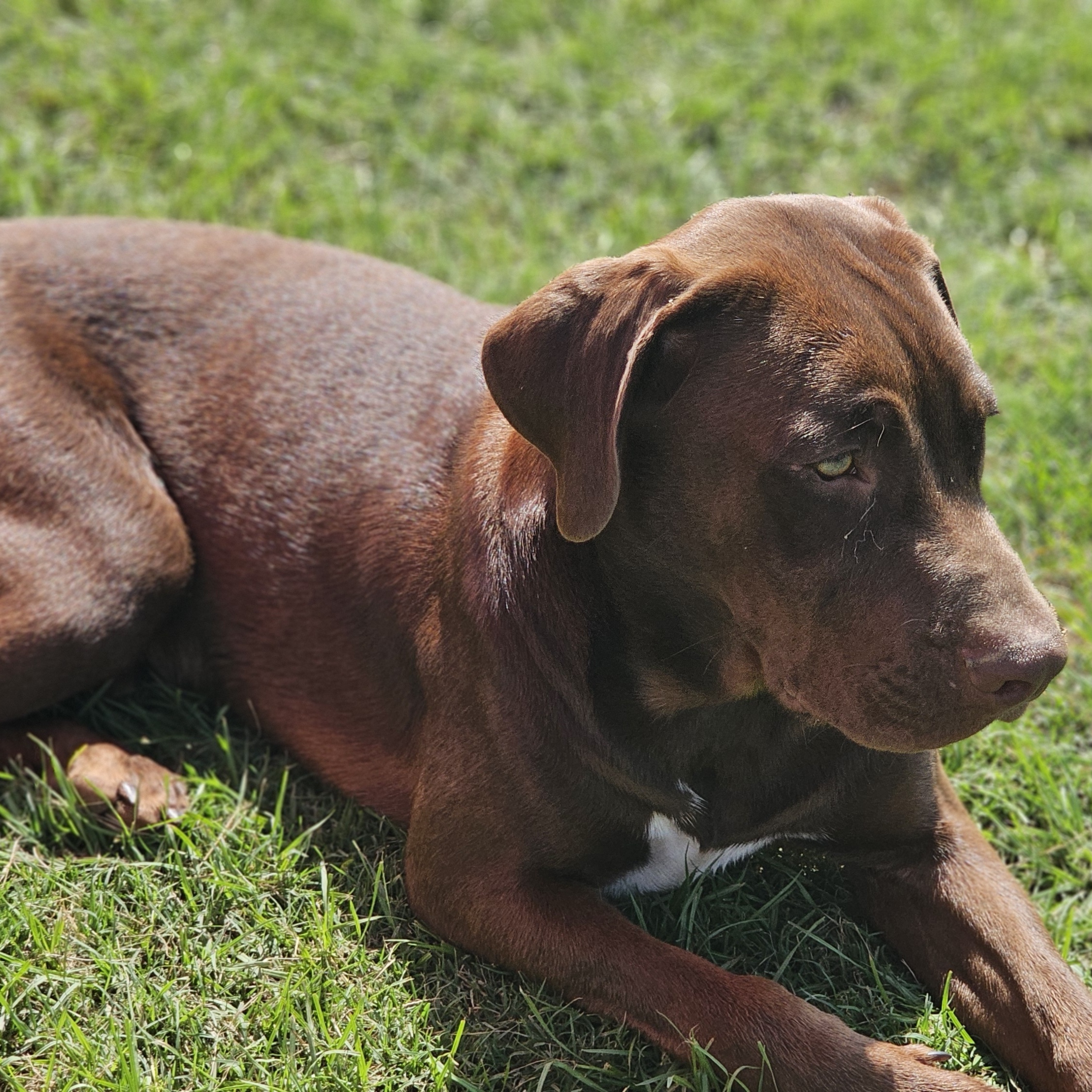 Dog for adoption - Coco, a Chocolate Labrador Retriever & Plott Hound ...