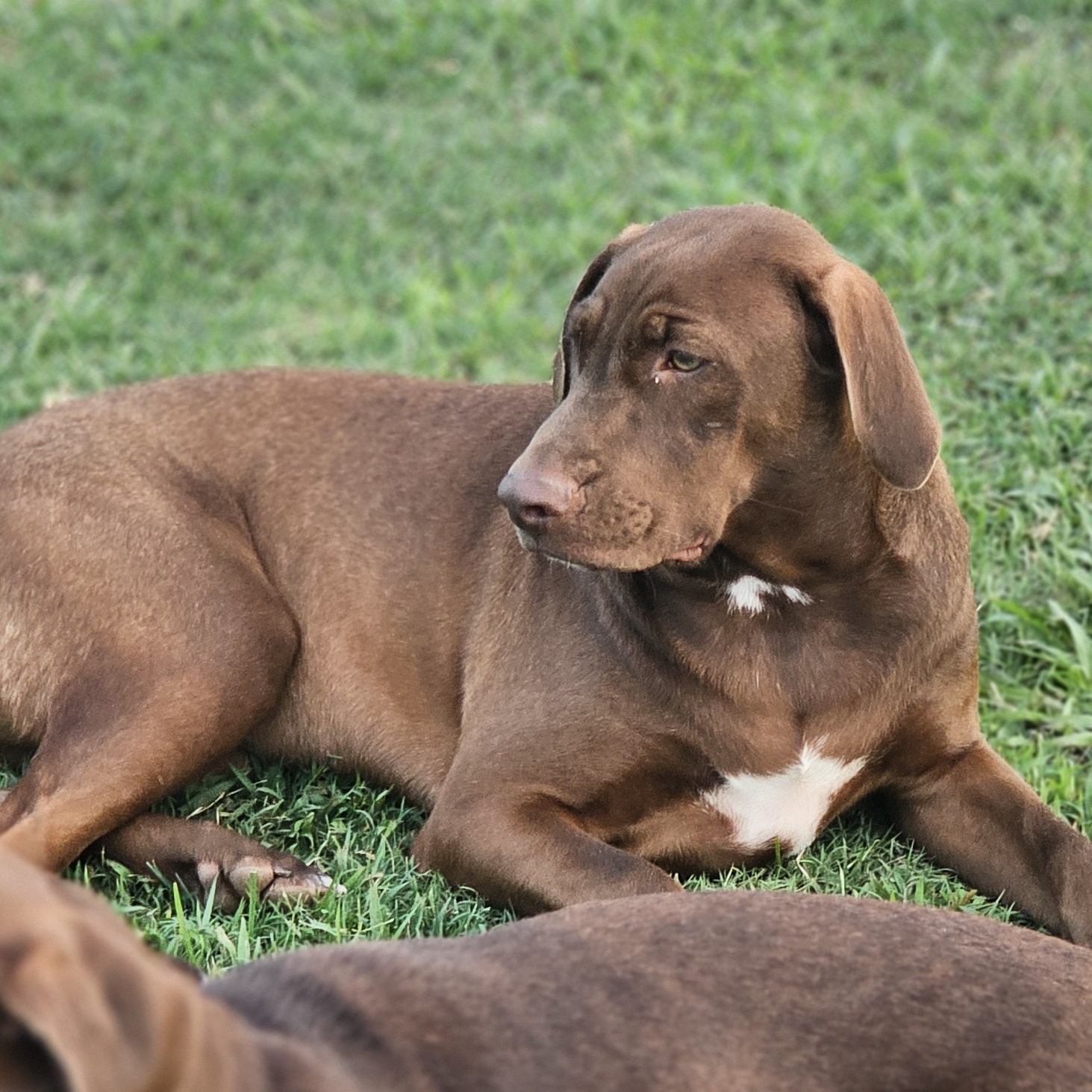 Dog for adoption - Coco, a Chocolate Labrador Retriever & Plott Hound ...