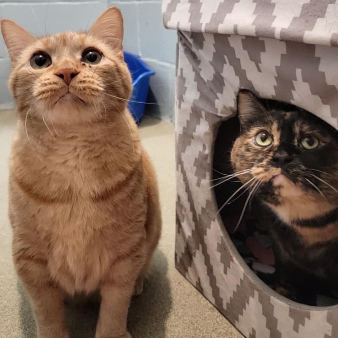 Cat for adoption - Moxy & Principessa, a Domestic Short Hair Mix in ...