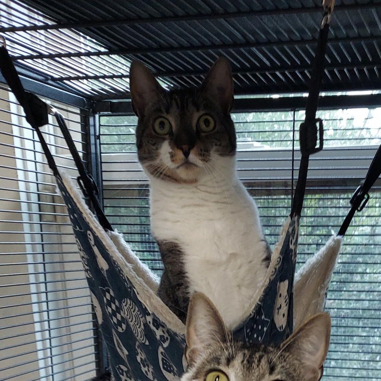 Available Cats for Adoption | Scruffy Paws Animal Rescue RI