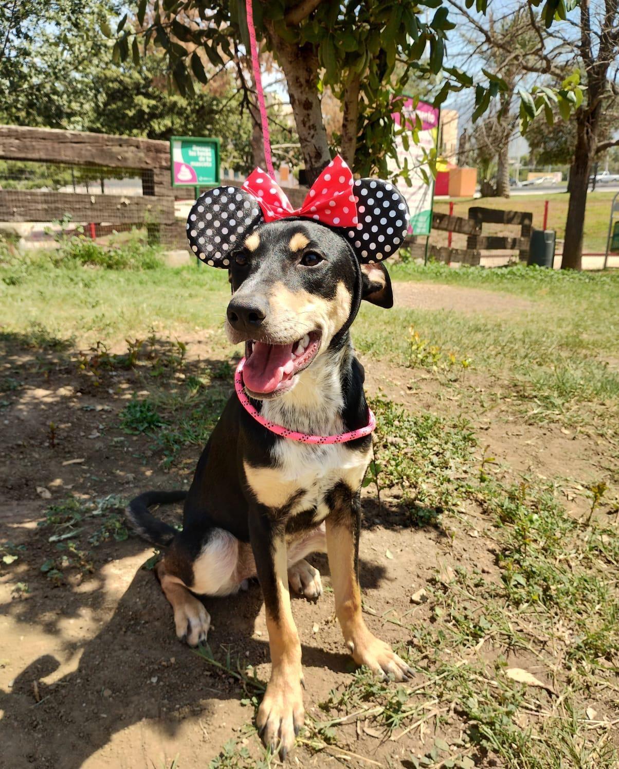 Dog for adoption - Gema, a Labrador Retriever Mix in Worcester, MA ...
