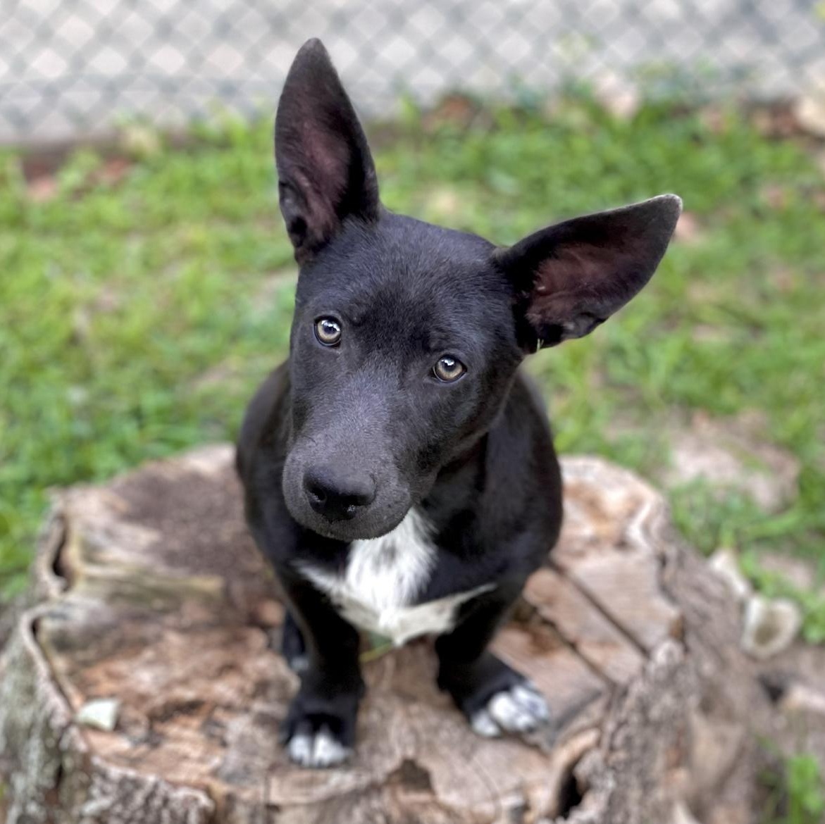 Dog for adoption - Snookie, a Mixed Breed in Minneapolis, MN | Petfinder