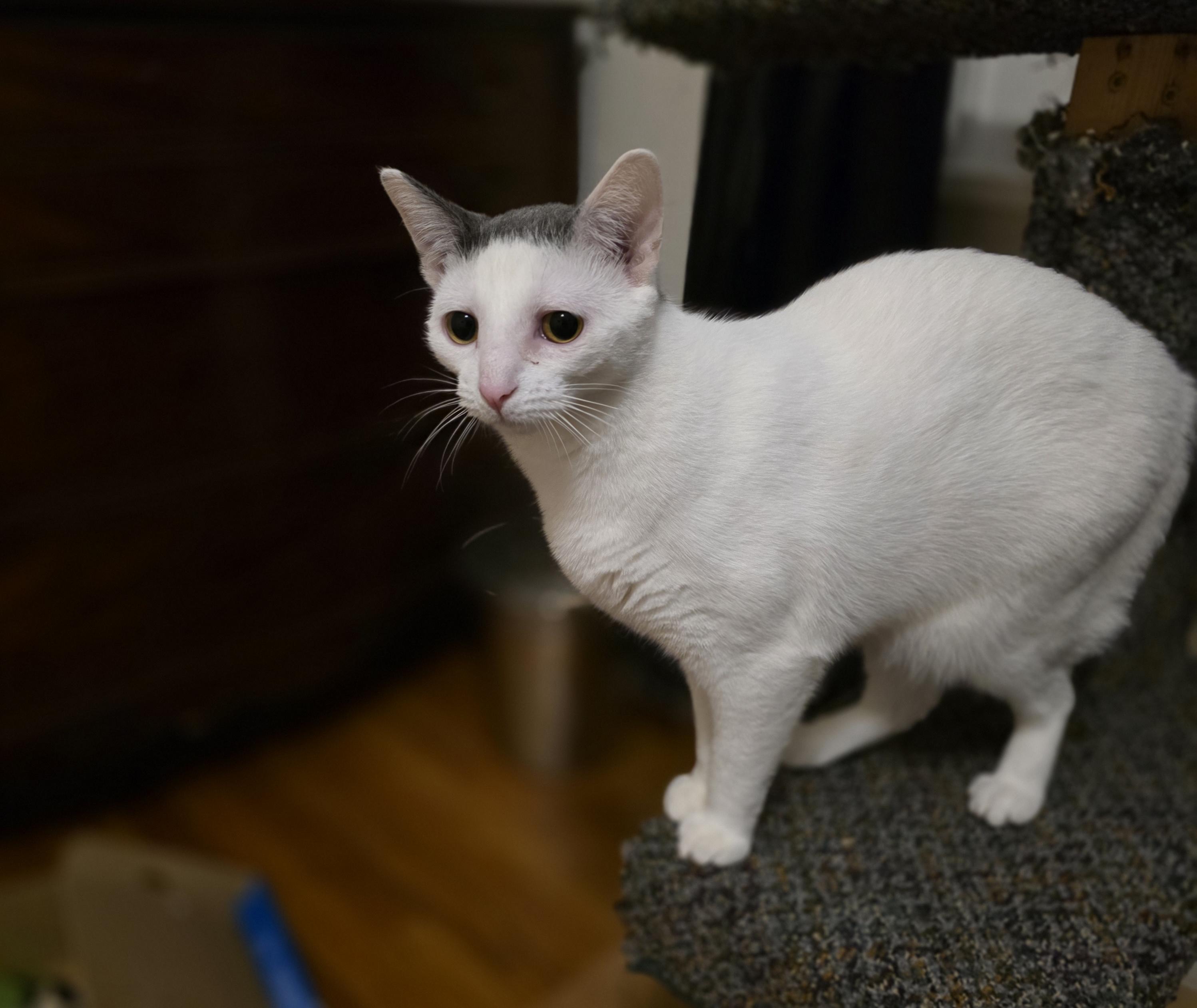 Cat for adoption - Macy, a Domestic Short Hair in Mayfield, NY | Petfinder