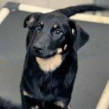 Dog for adoption - Lyla, a German Shepherd Dog & Doberman Pinscher Mix ...