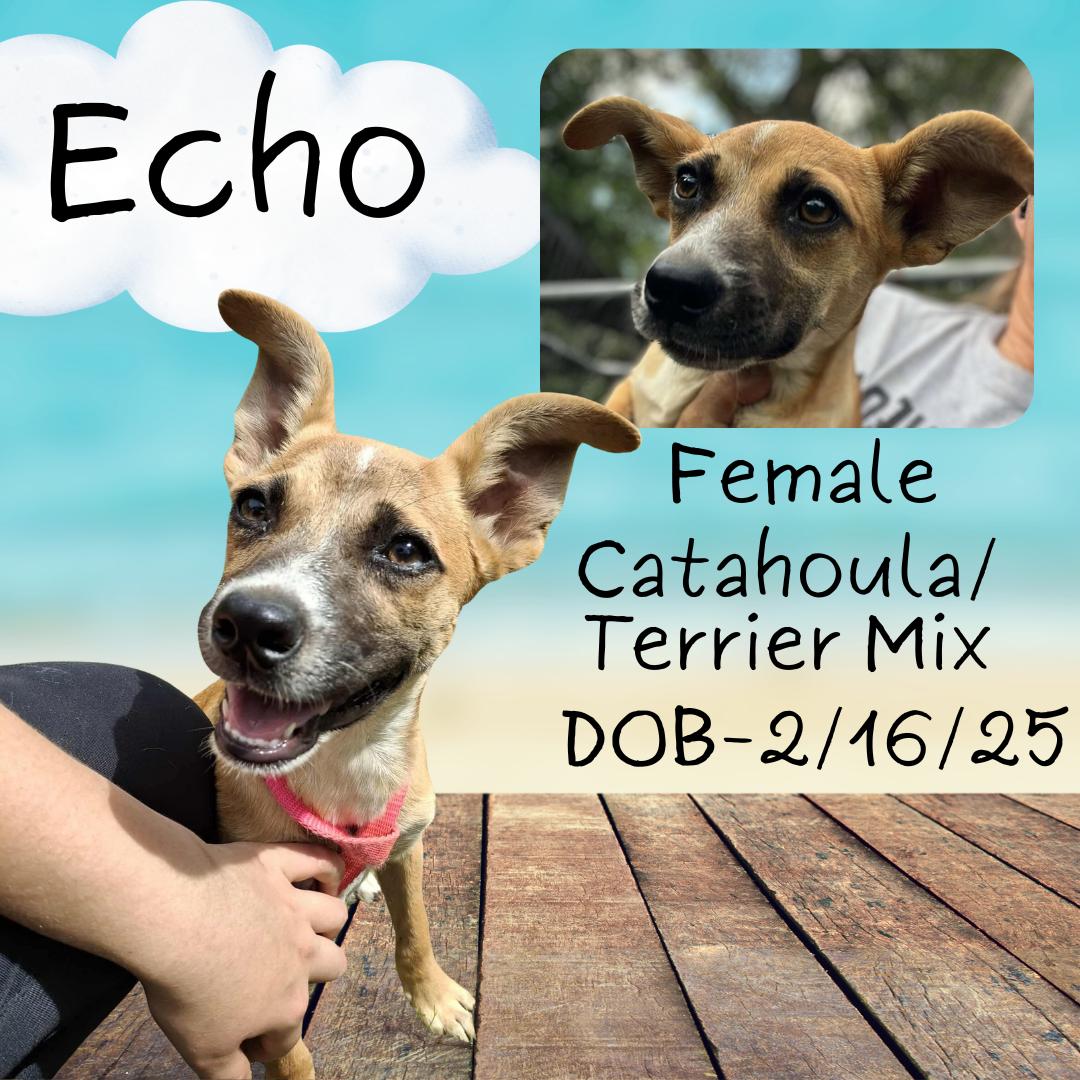 Dog for adoption - Echo, a Catahoula Leopard Dog & Terrier Mix in Suffern, NY | Petfinder