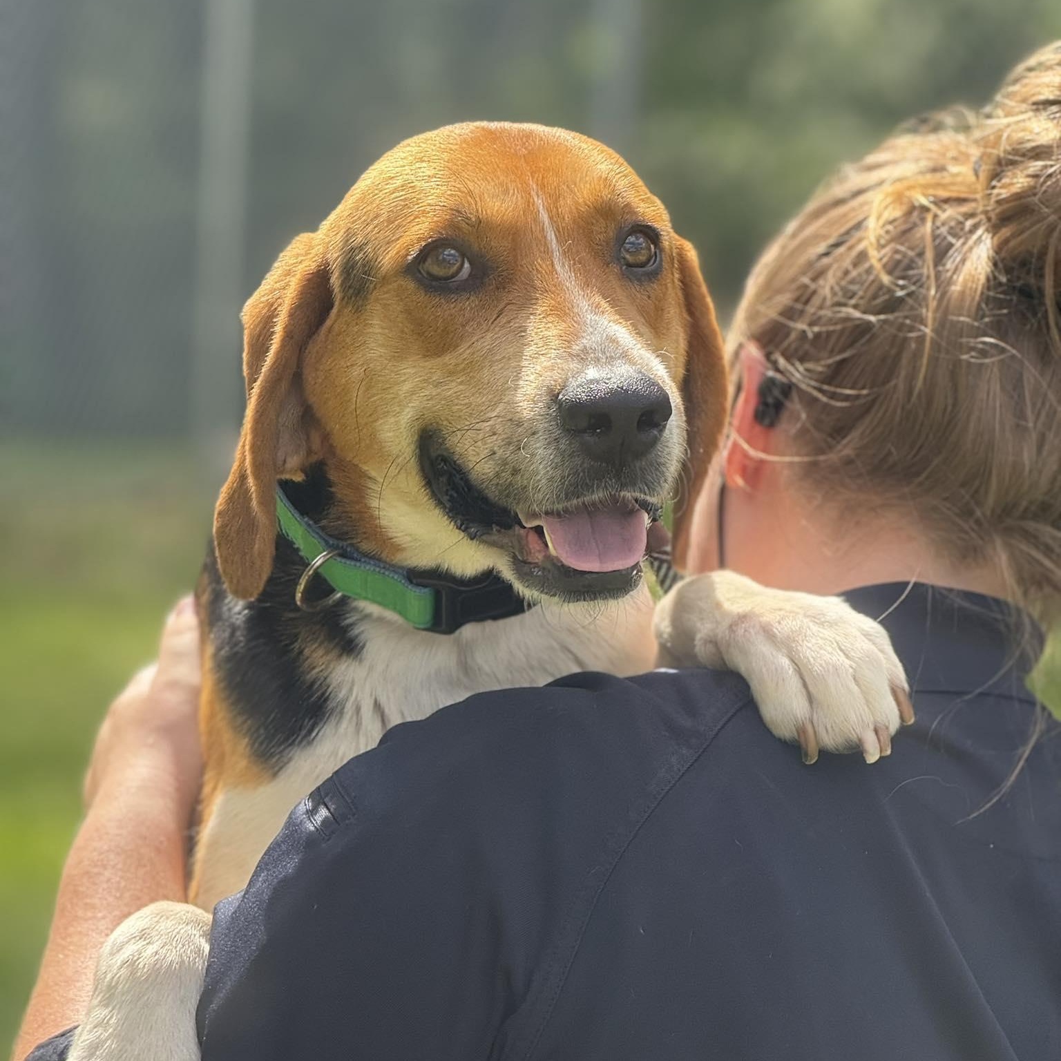 Dog for adoption - Rappahannock, a Coonhound & American Foxhound Mix in ...