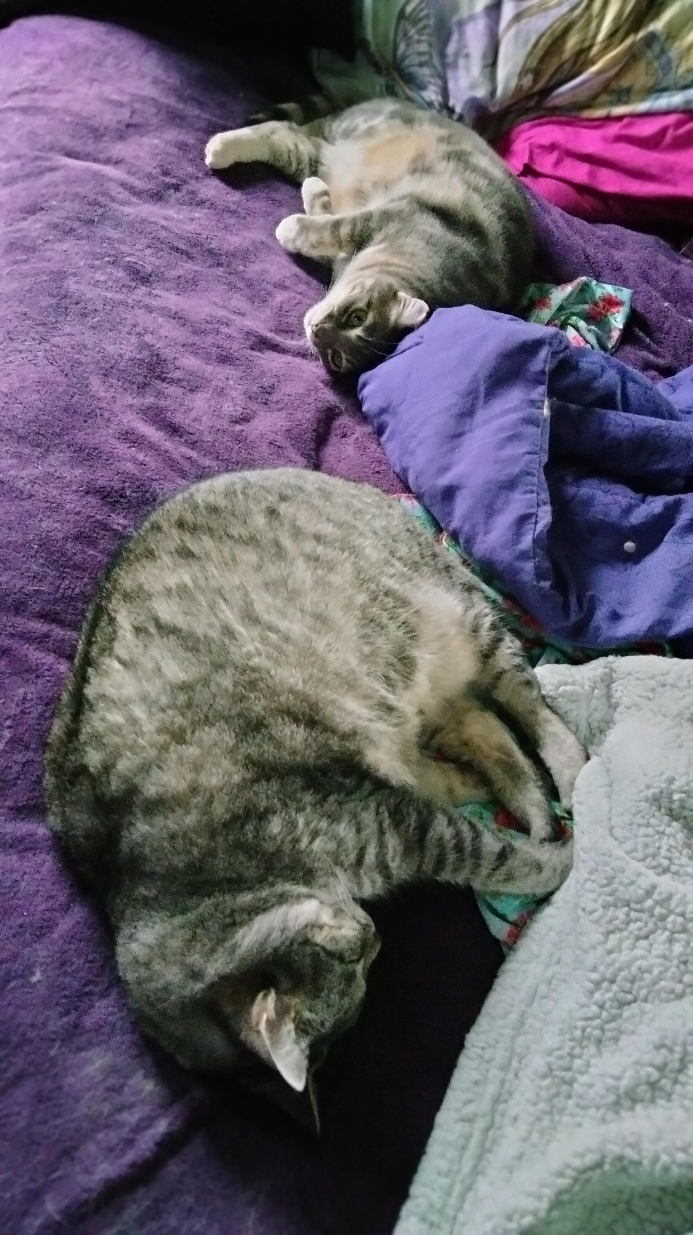 HOBO - Adoptable Pet | Petfinder | Petfinder