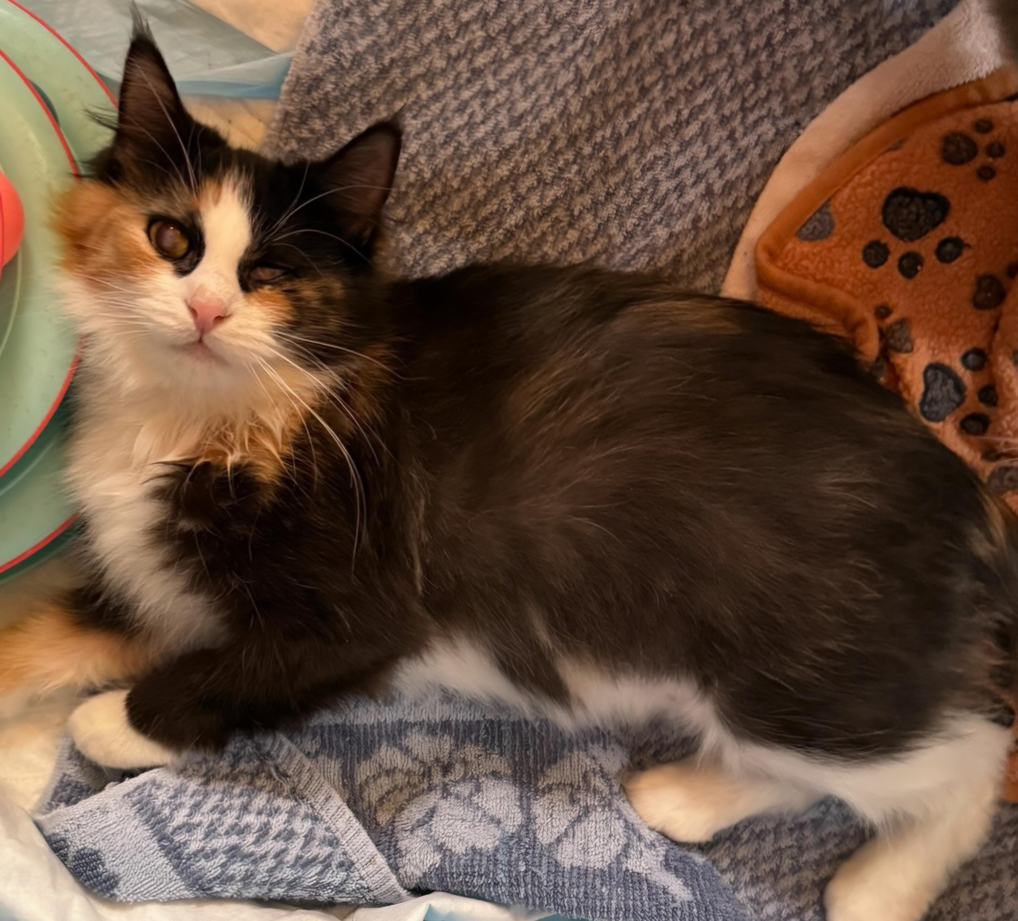 Cat for adoption - Hope, a Domestic Short Hair in South Elgin, IL ...