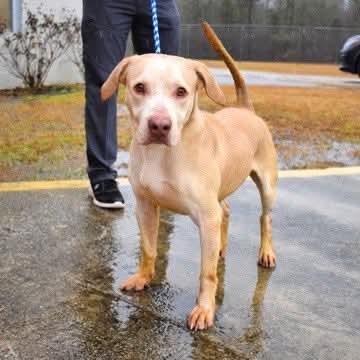 Dog for adoption - Zambo, a Mixed Breed in Westwood, NJ | Petfinder