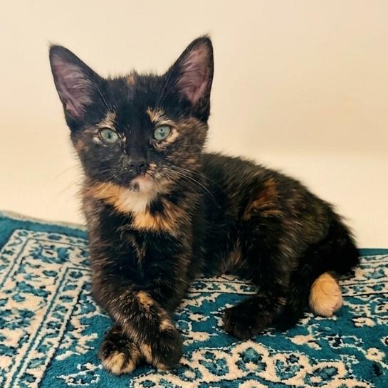Emerald - Adoptable Pet | Petfinder | Petfinder