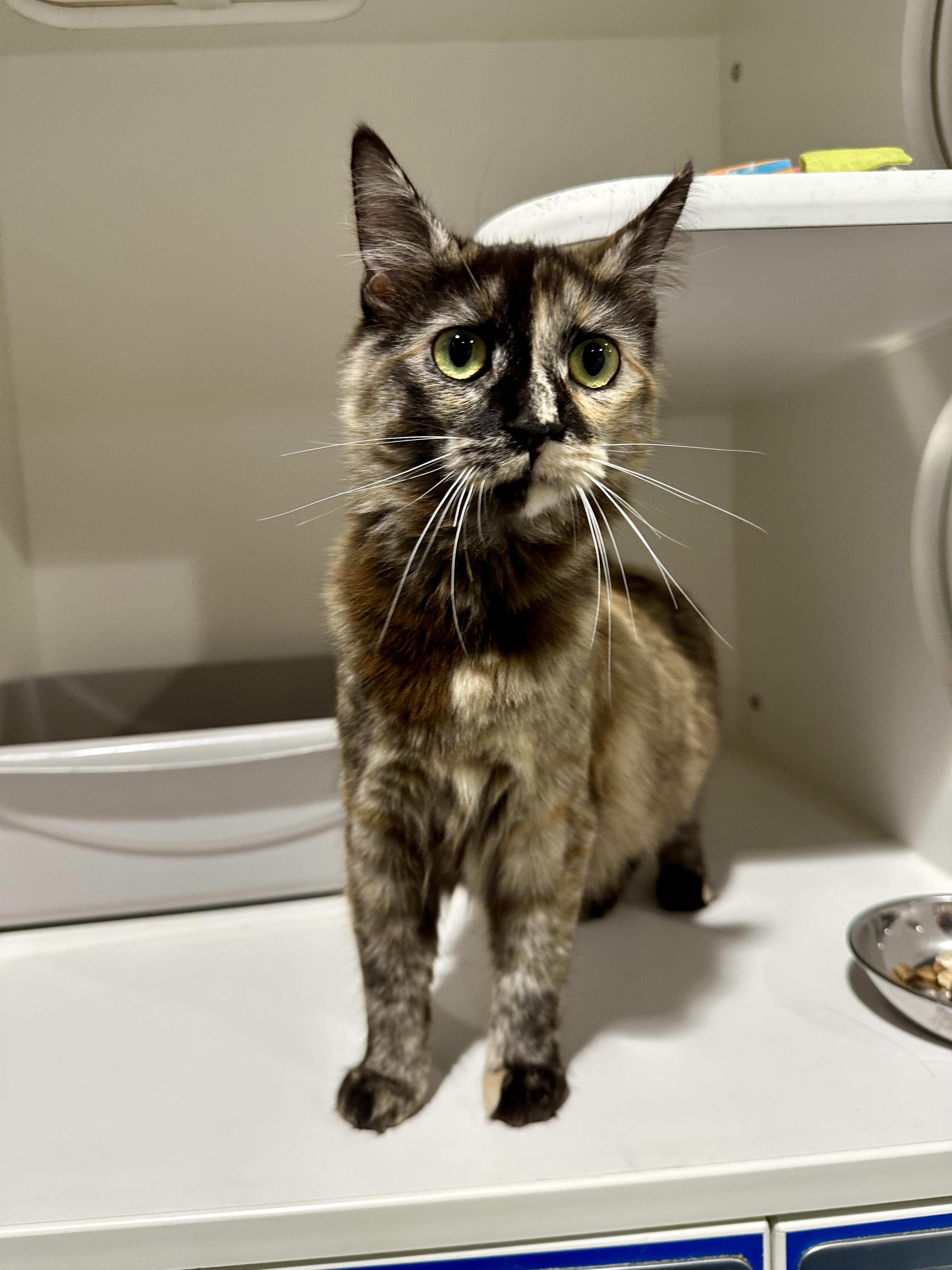 Cat for adoption - Endora, a Domestic Medium Hair in Seattle, WA ...