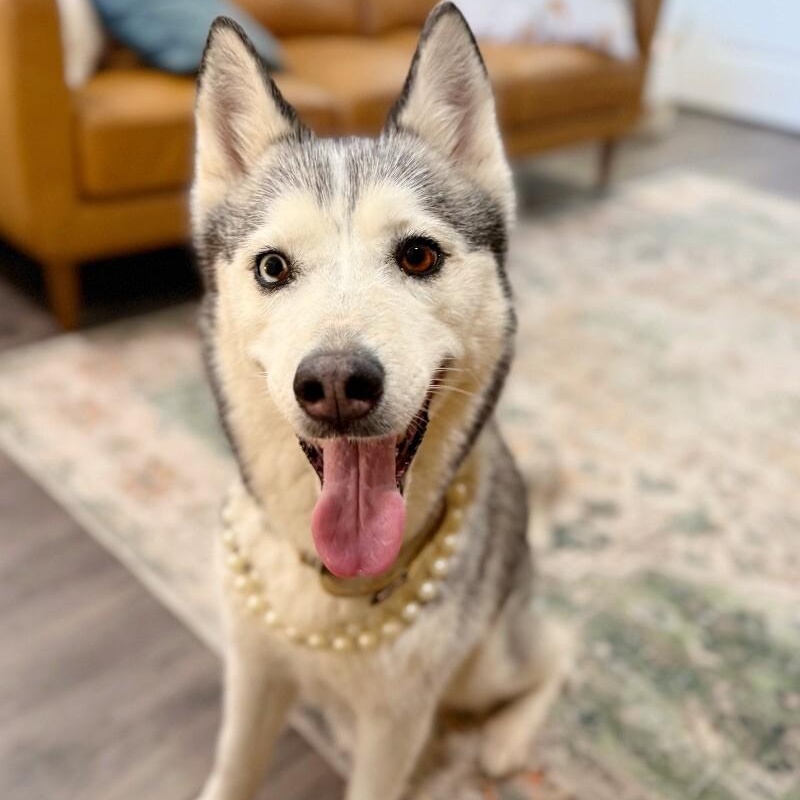 Dog for adoption - Lala Lovey Ark, a Husky & Siberian Husky Mix in ...