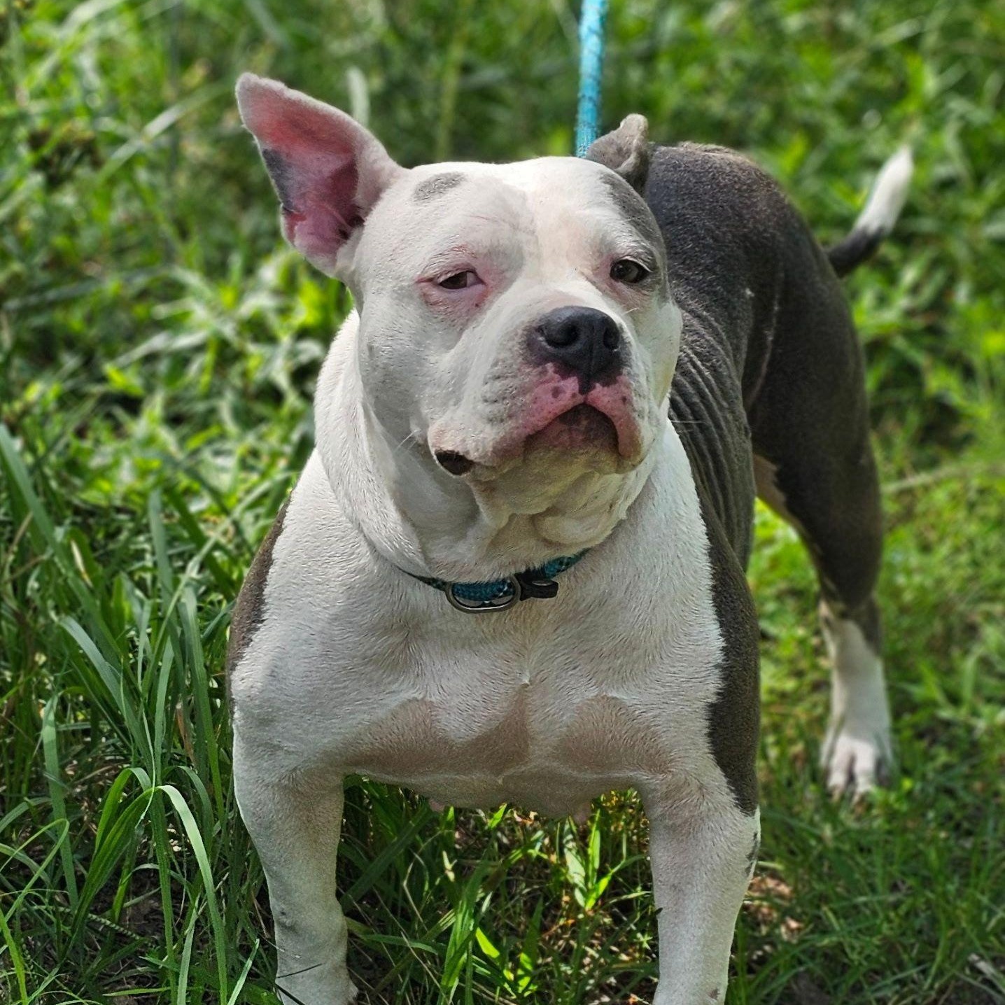 Dog for adoption - Pua, an American Staffordshire Terrier Mix in Brattleboro, VT | Petfinder