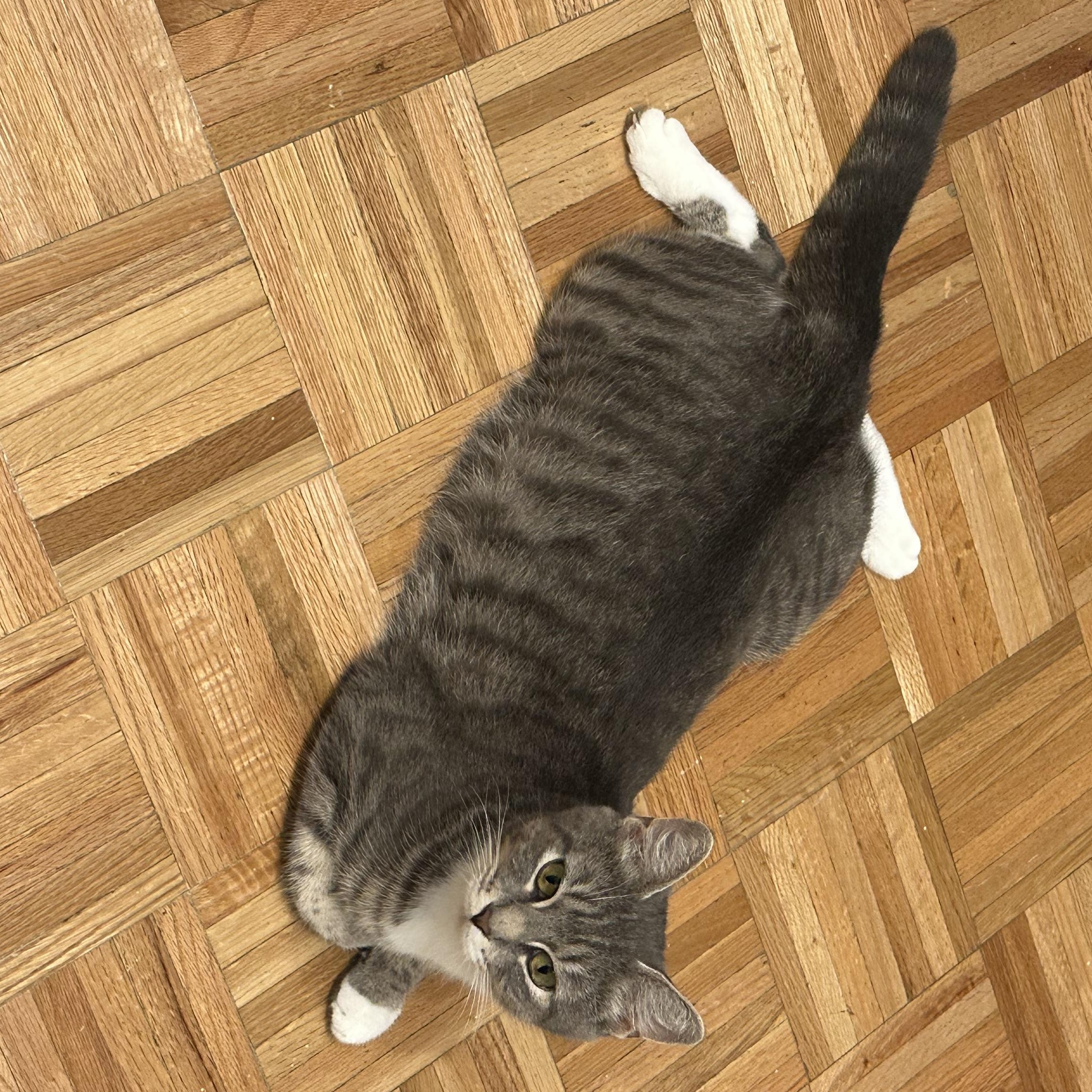 Cat for adoption - Frannie, a Domestic Short Hair in Quincy, MA | Petfinder