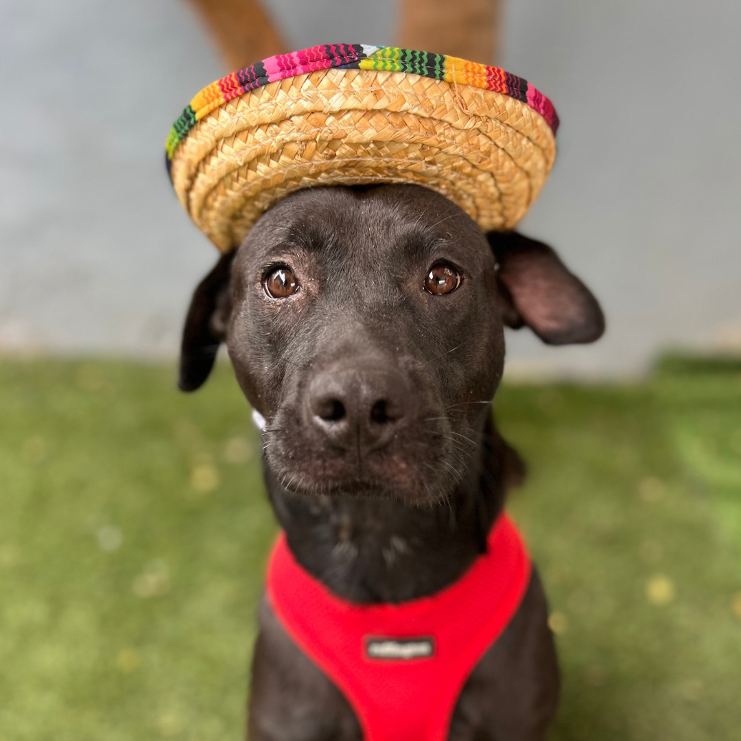 Dog for adoption - Murphy, a Labrador Retriever Mix in North Las Vegas ...