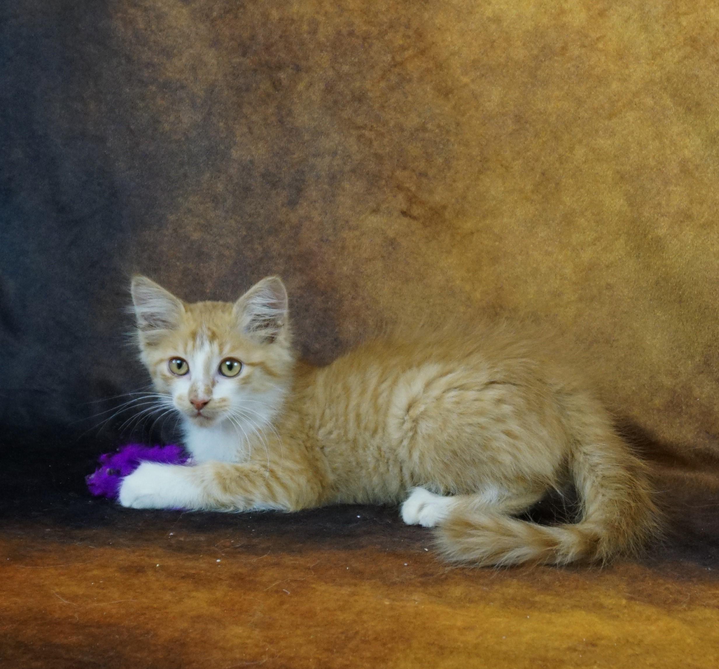 Cat for adoption - MIA - GREAT PERSONALITY, a Maine Coon & Domestic ...